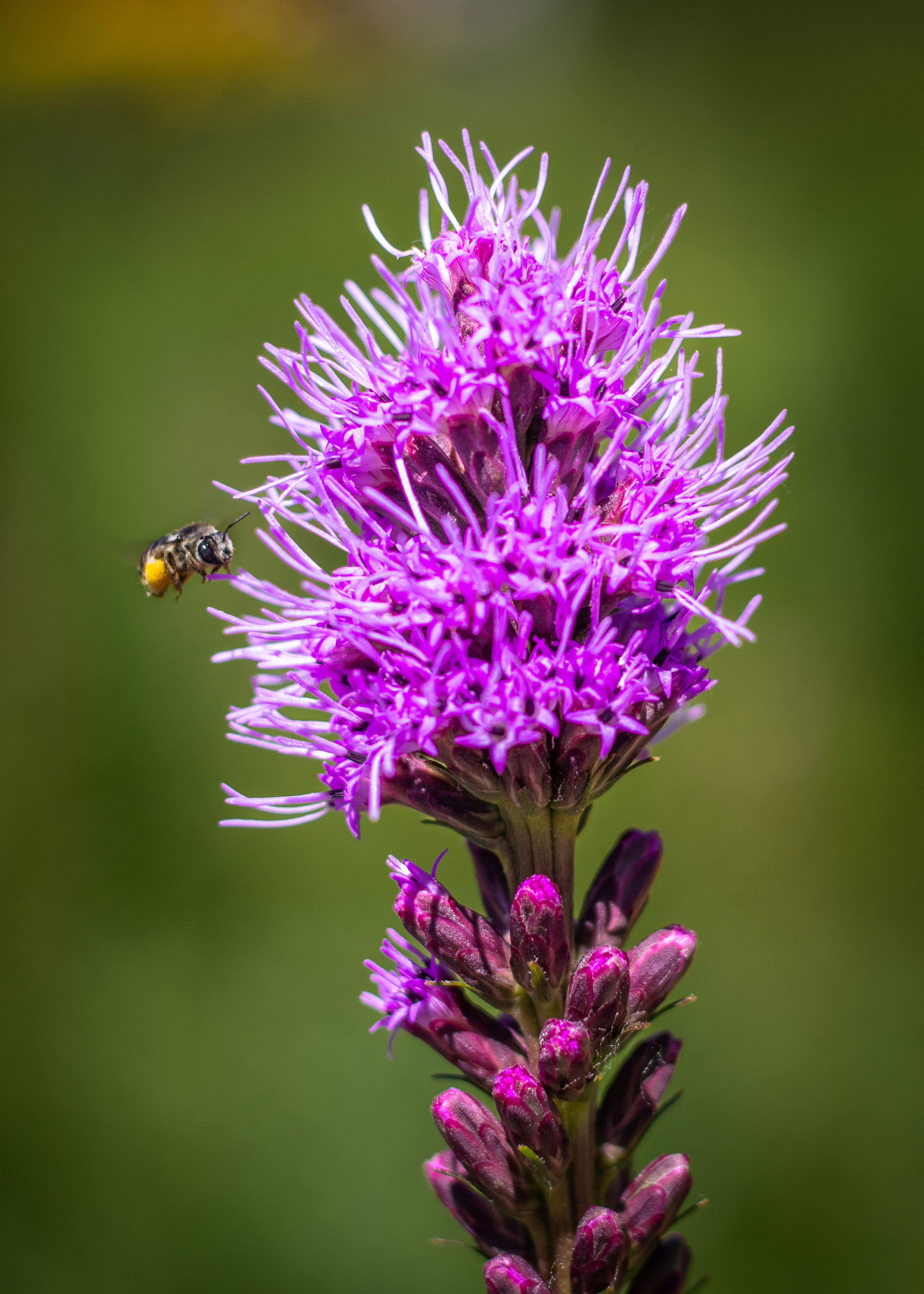 Closeup of Bee Flying near Blooming Purple Dense Blazing Star Flower ...