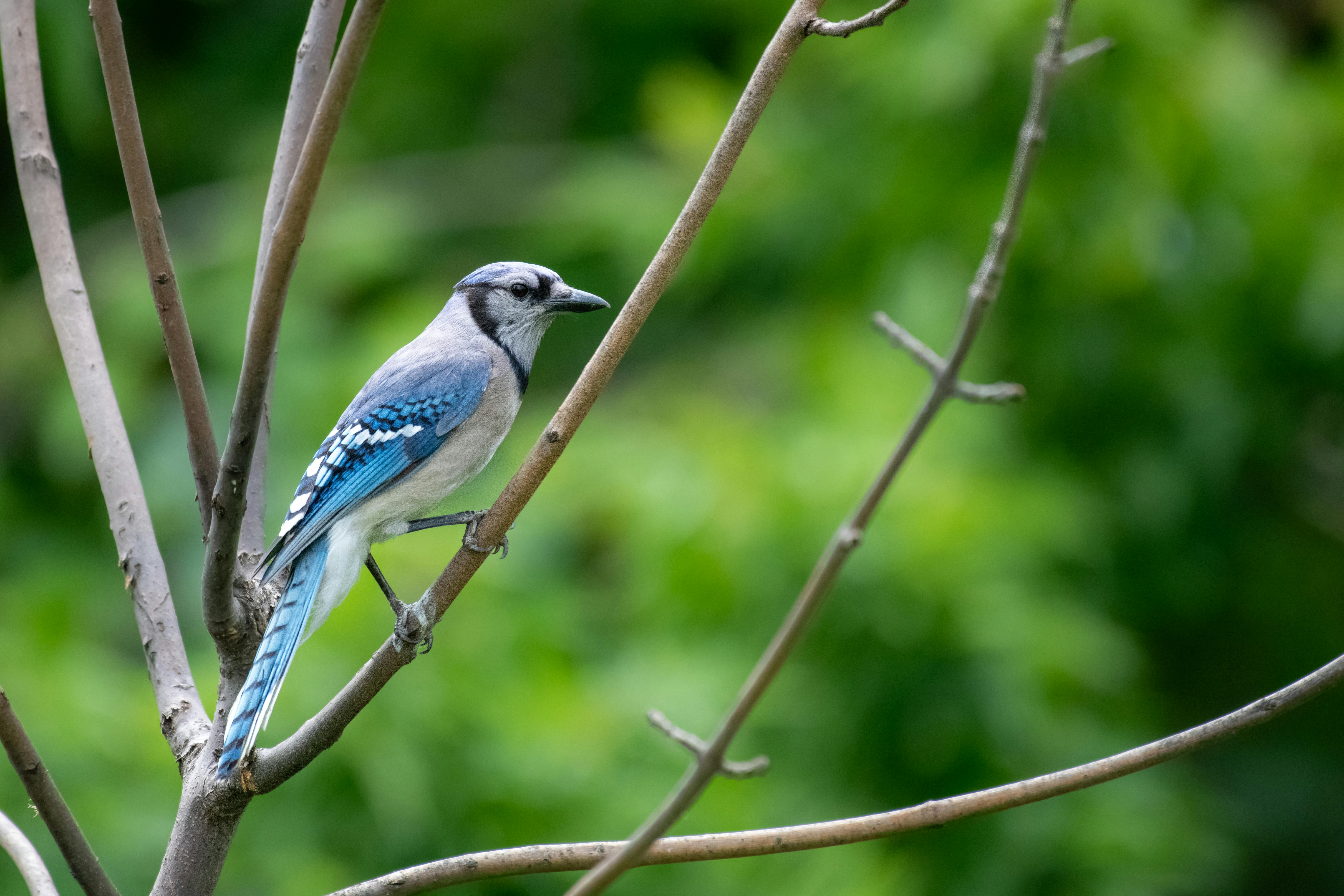 Side View of Blue Jay Bird Sitting on Branch · Free Stock Photo