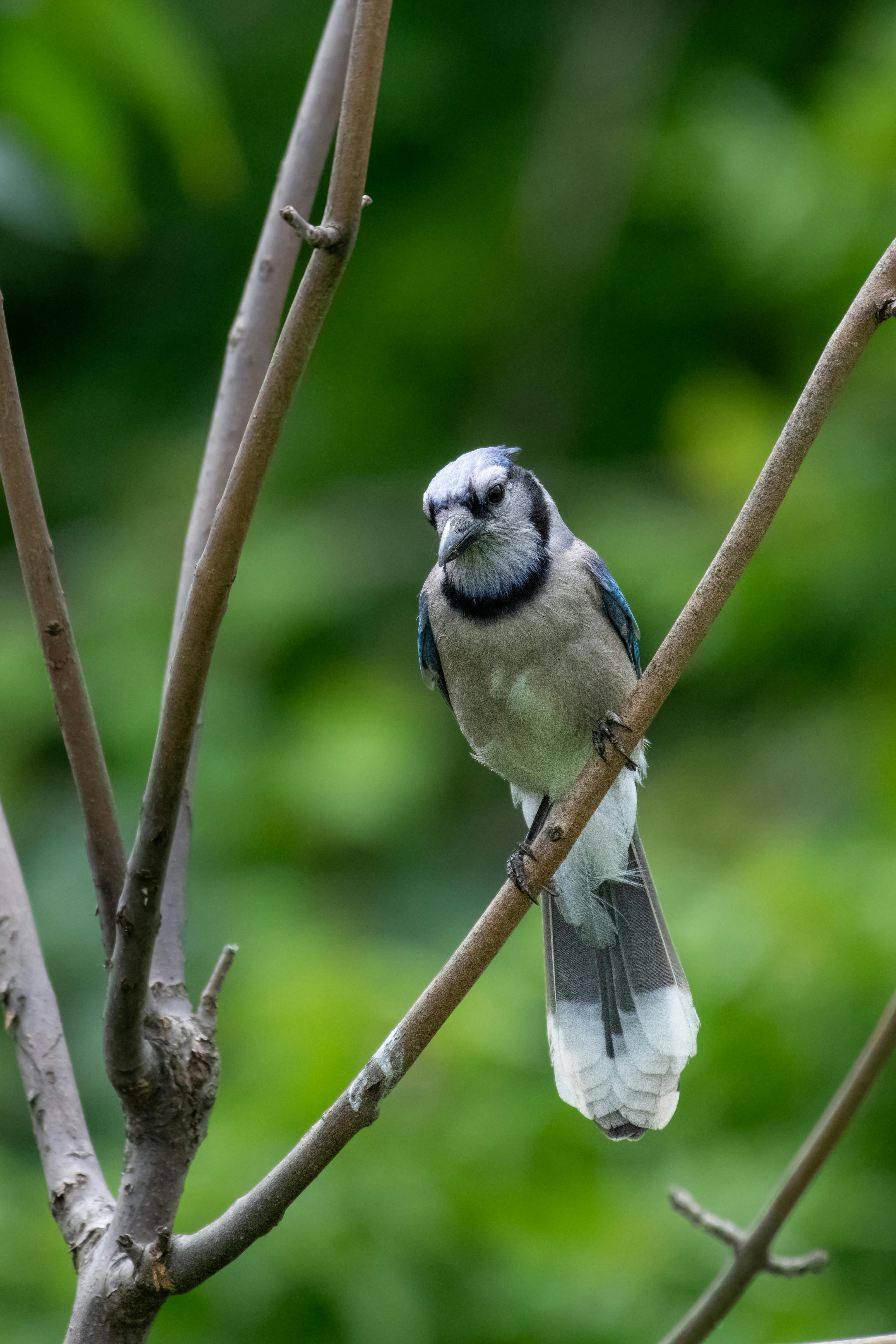 Tilt-shift Lens Photography of Blue Bird on Branch · Free Stock Photo
