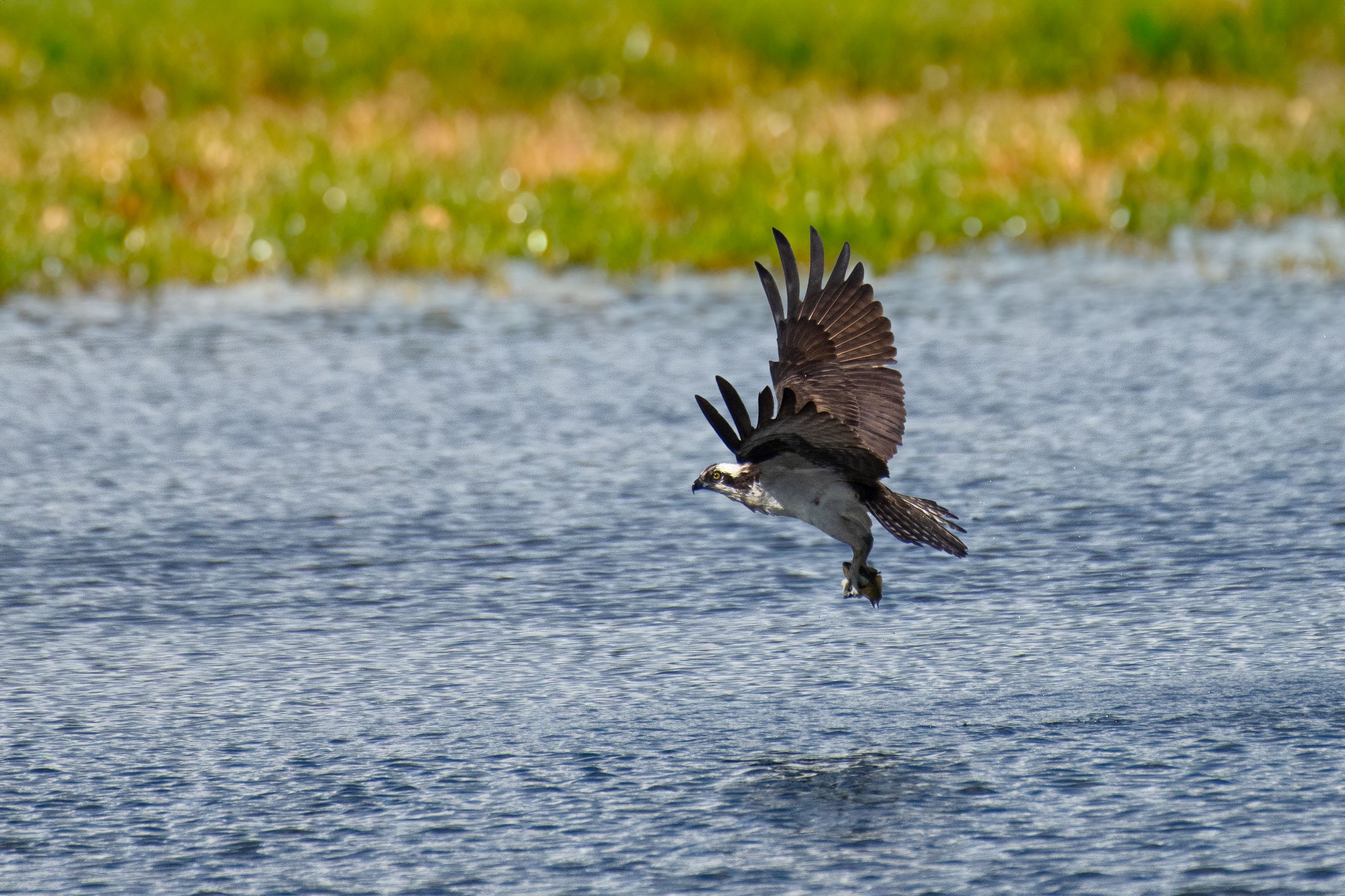 Osprey Flying Into the Water · Free Stock Photo