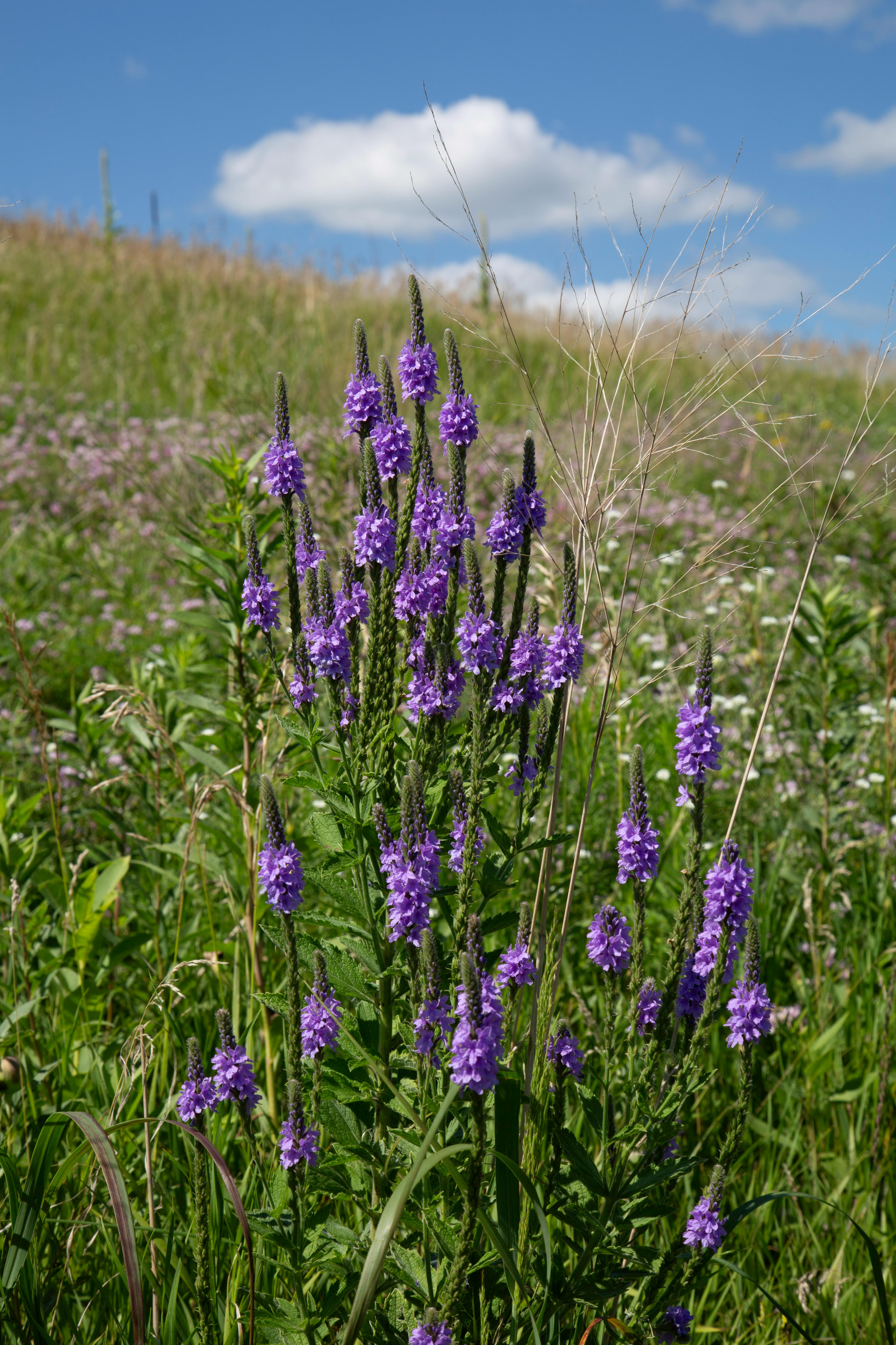 Blue American Vervain Perennial Flowering Wildflower Plant Verbena ...