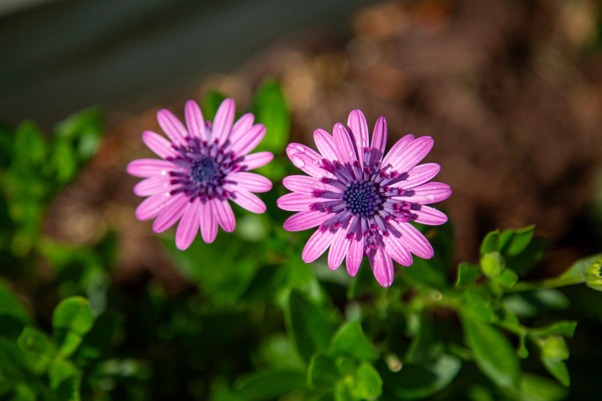 Gerber Daisy Photos, Download The BEST Free Gerber Daisy Stock Photos ...