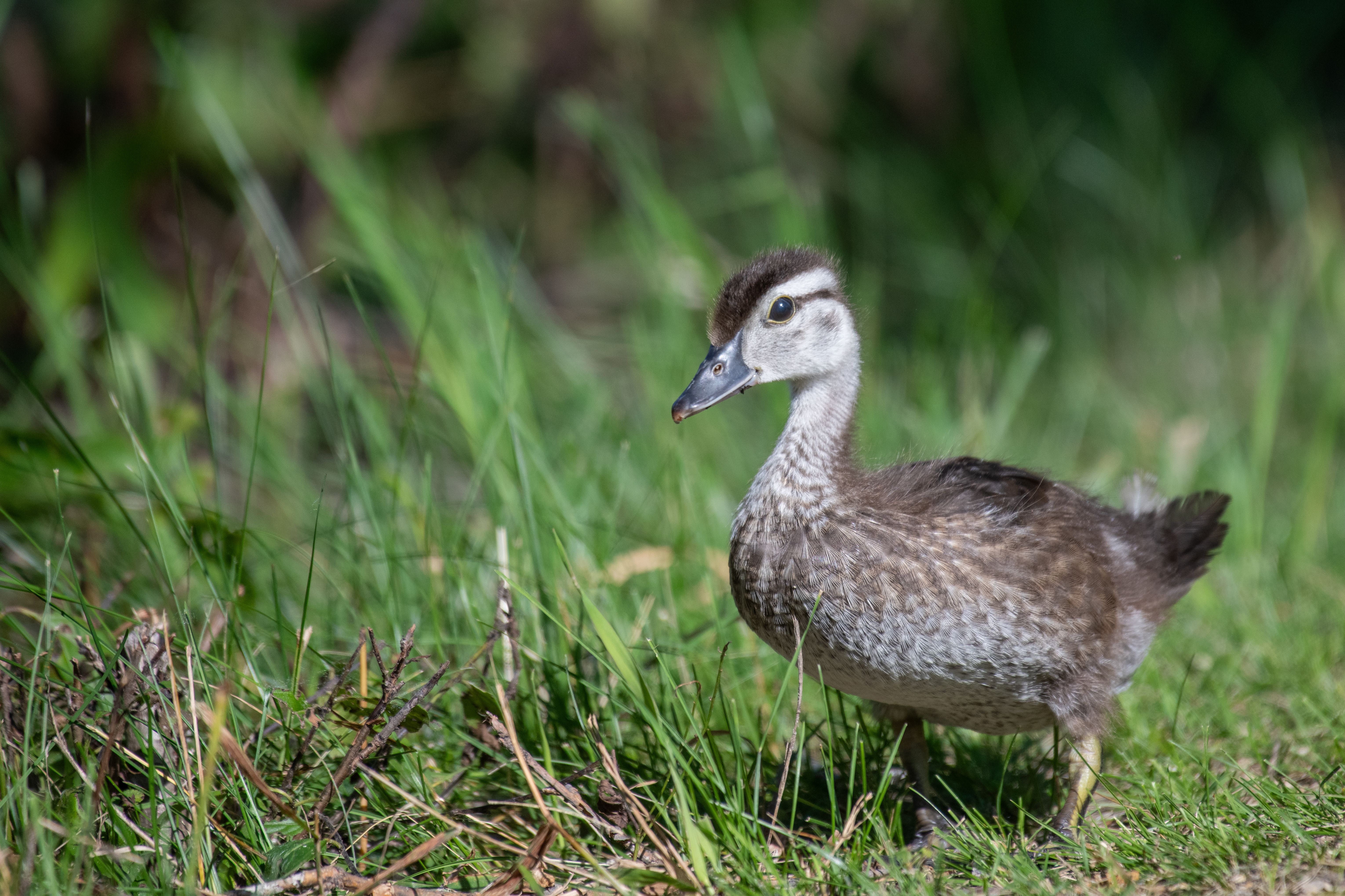 A small duck standing in the grass near some trees · Free Stock Photo
