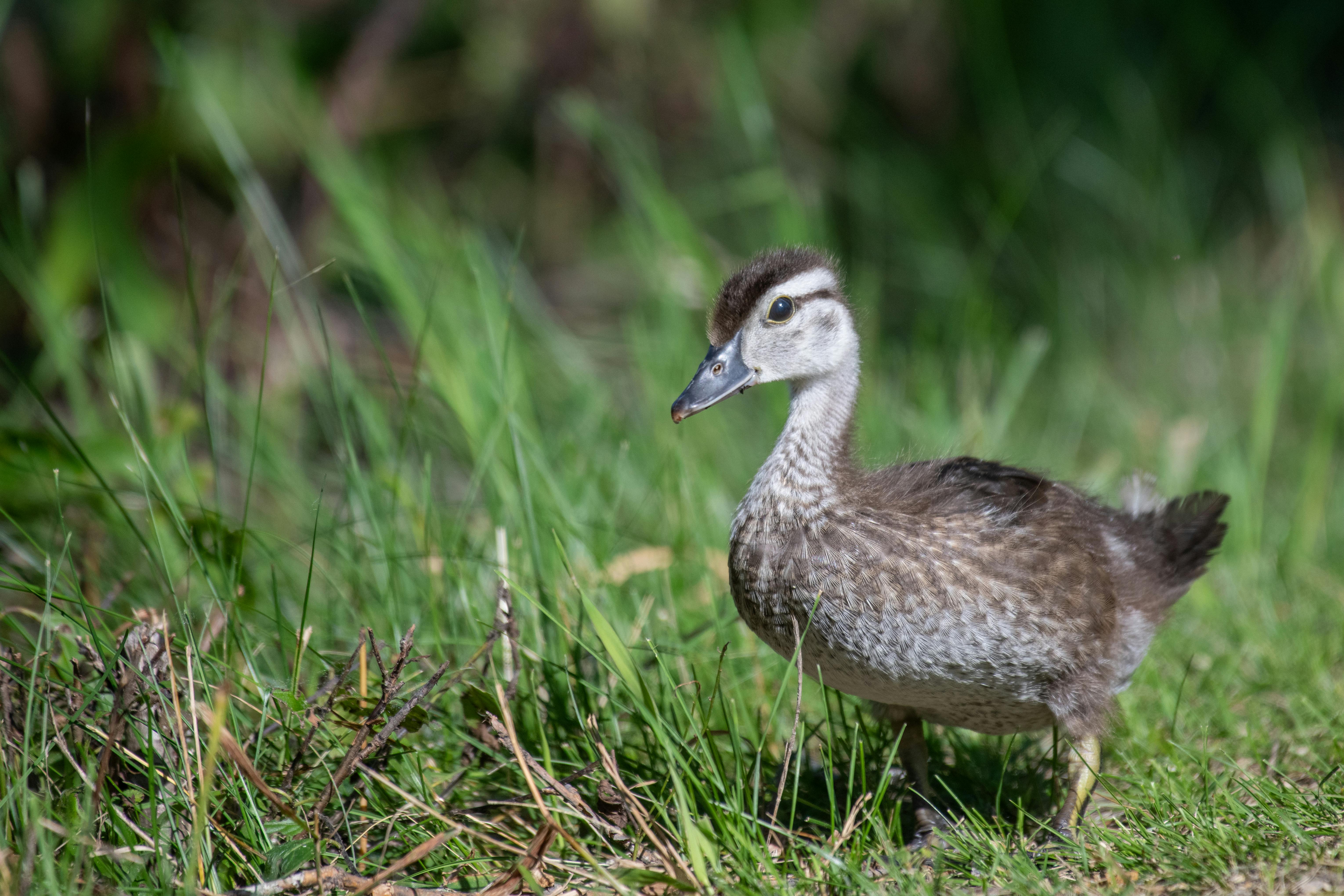 Yellow Duckling on Gray Dirt · Free Stock Photo