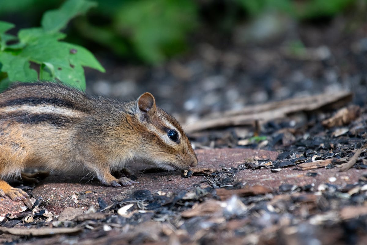 Chipmunk Photos, Download The BEST Free Chipmunk Stock Photos & HD Images