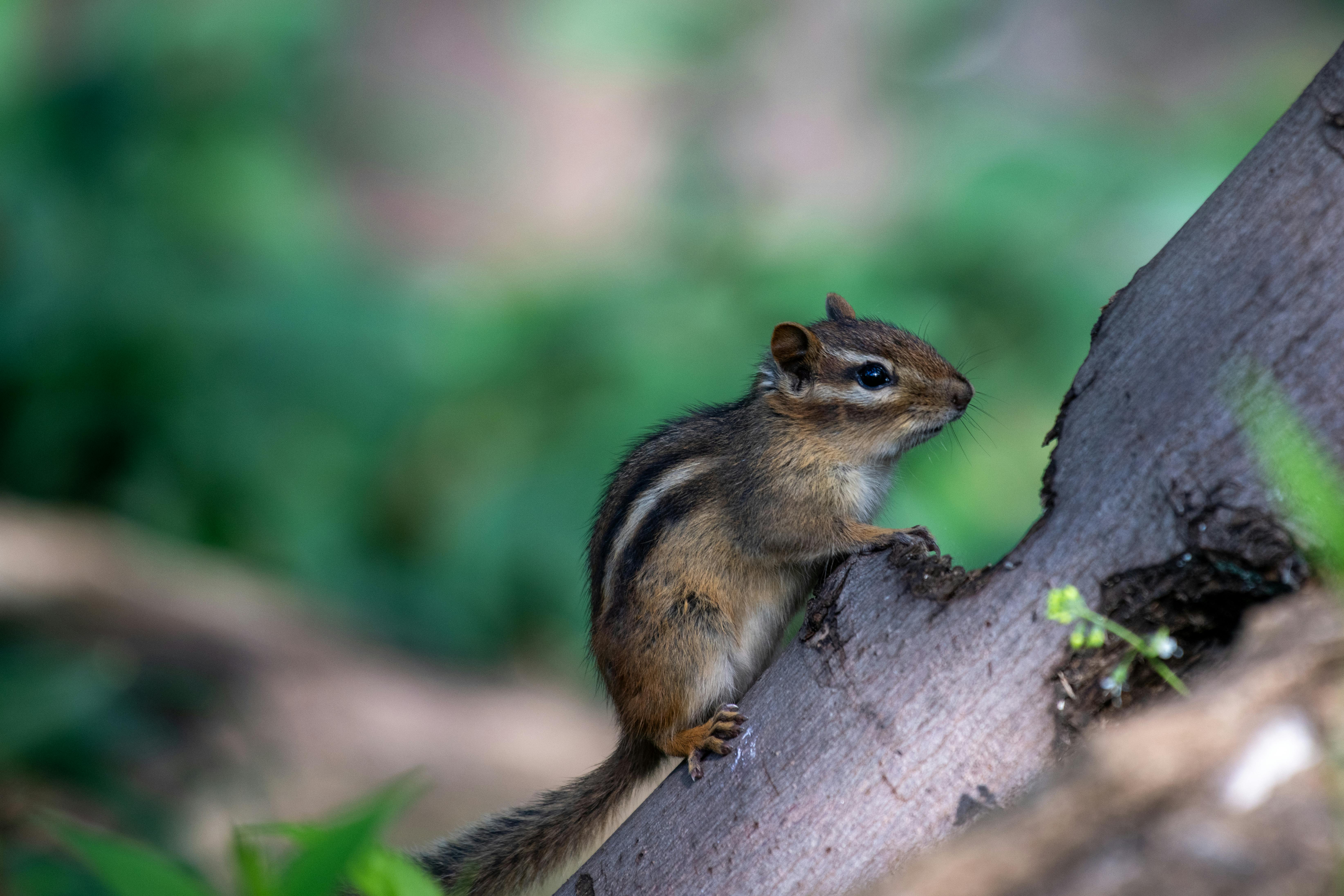 Side View of Eastern Chipmunk on Tree Trunk · Free Stock Photo