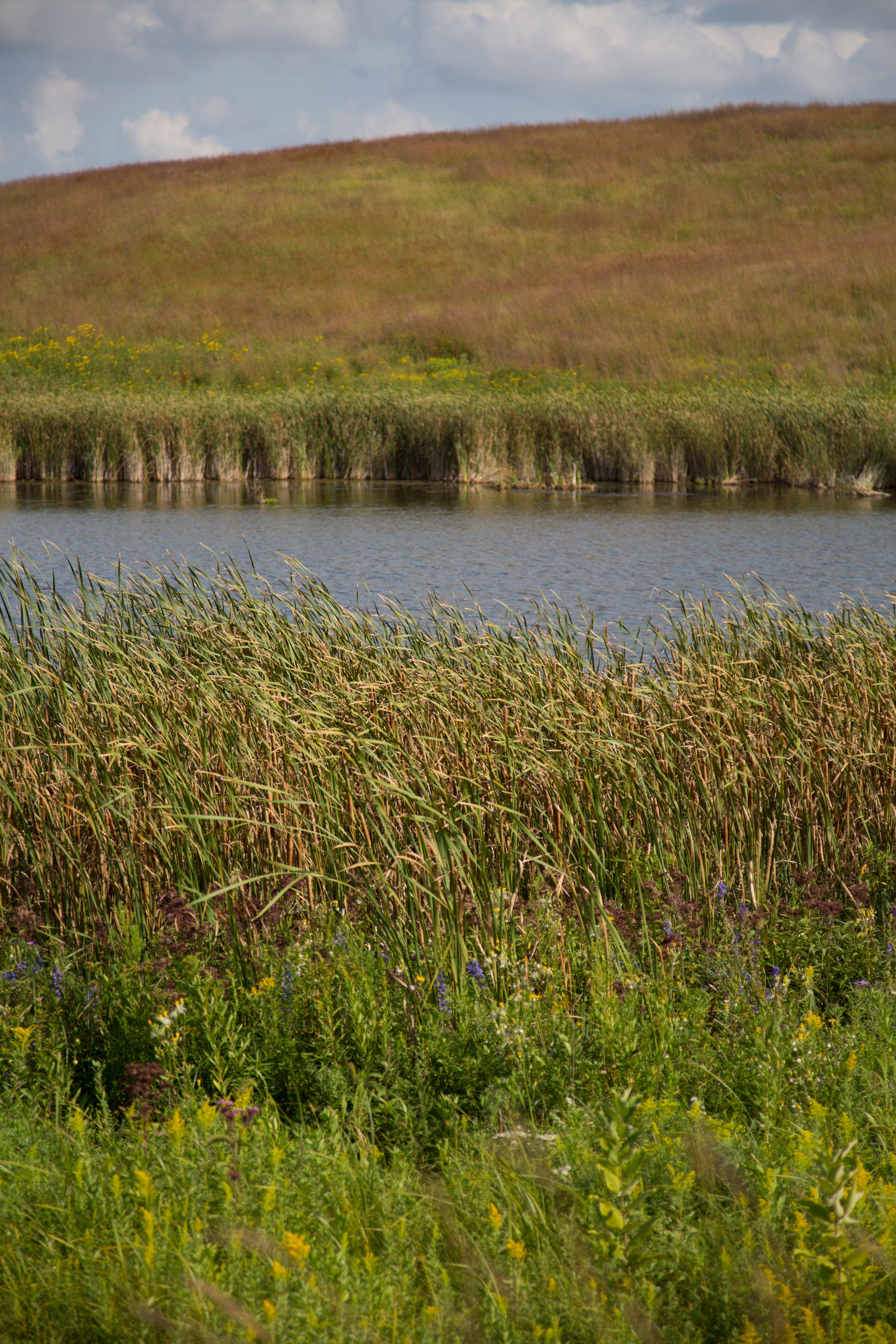 Wetlands Reserve Photos, Download The BEST Free Wetlands Reserve Stock ...
