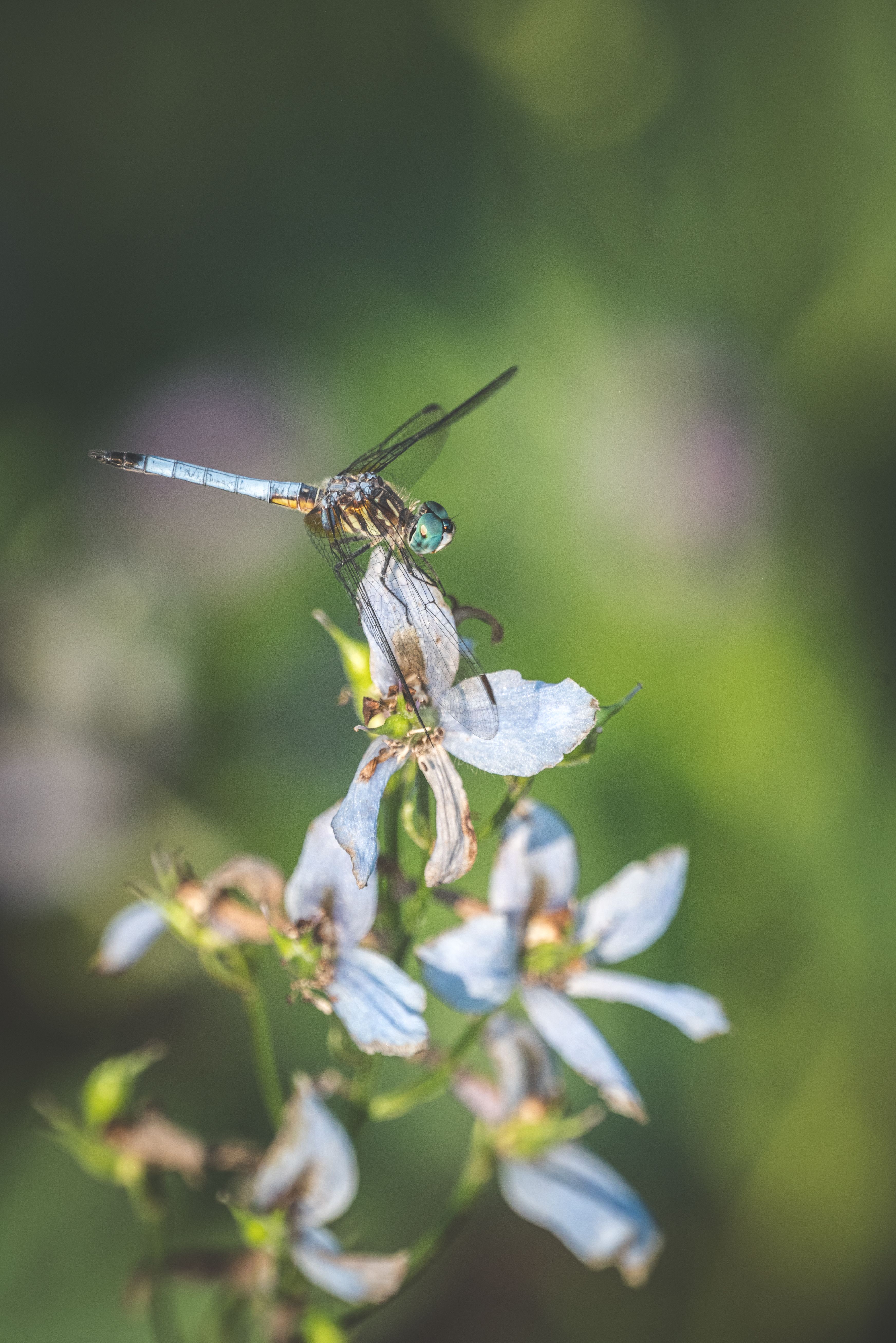 Closeup of Dragonfly Sitting on Flower · Free Stock Photo