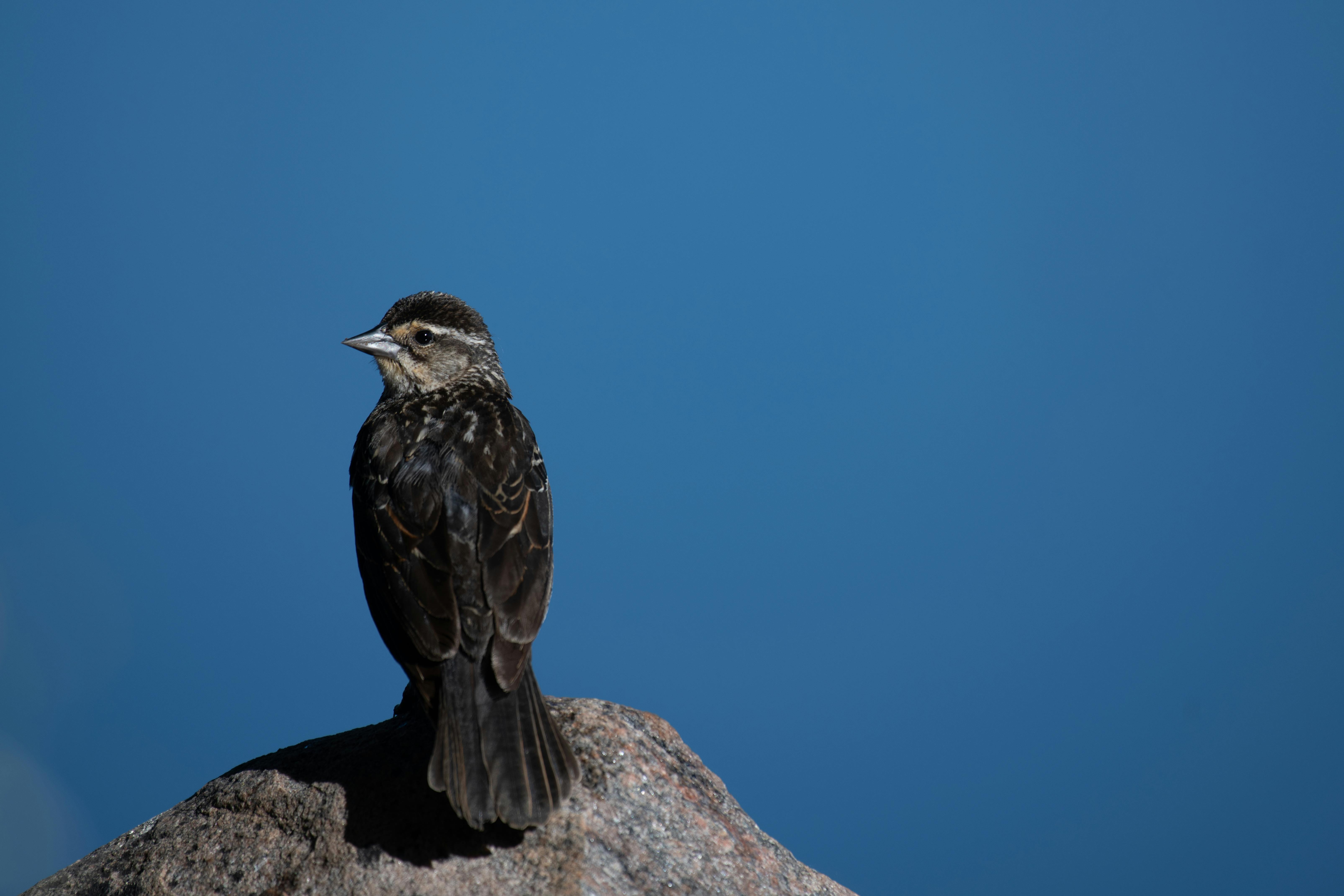 Du Redwing Photos, Download The BEST Free Du Redwing Stock Photos & HD ...