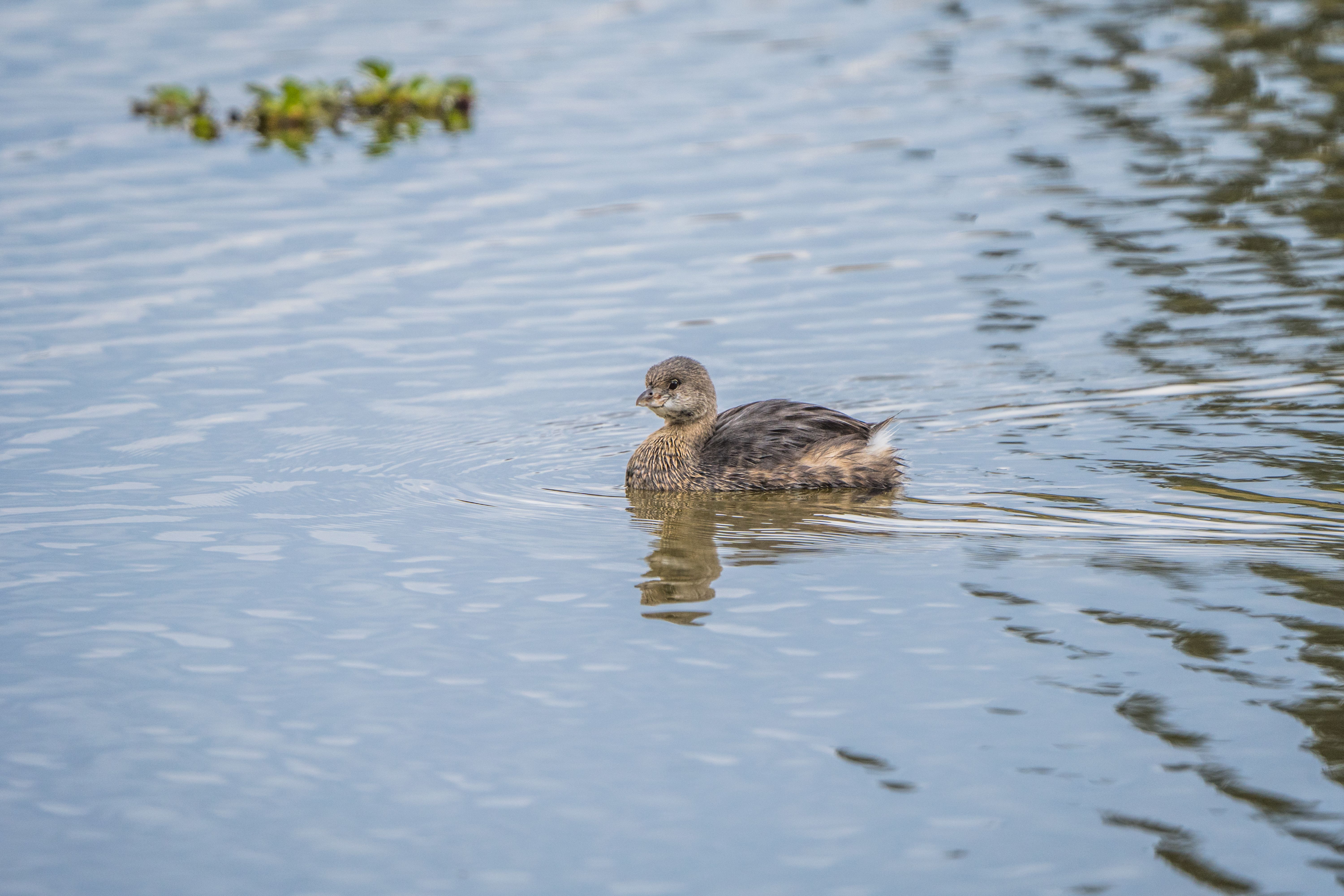 Pato · Free Stock Photo