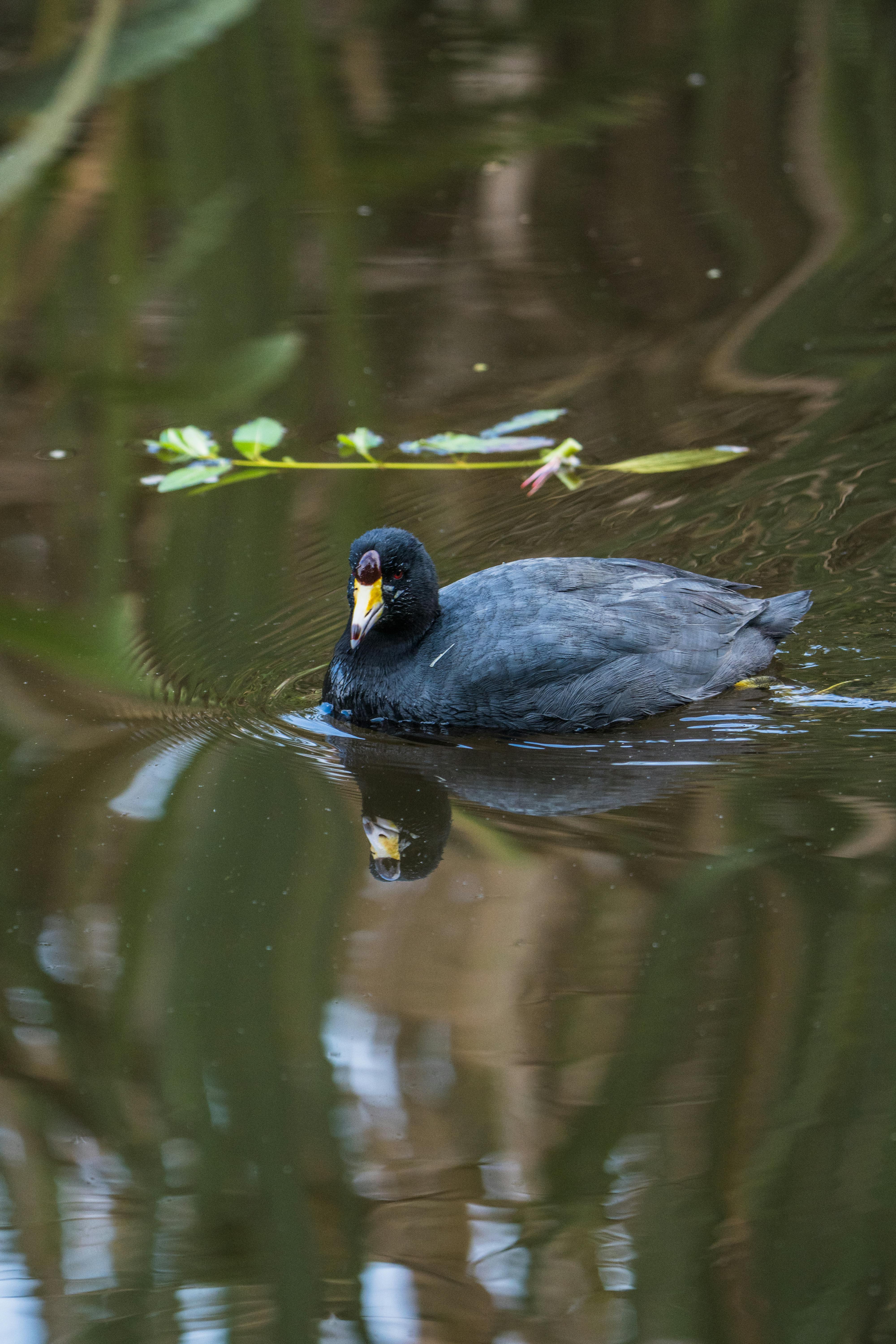 367.421+ Fotos y Imágenes de Chulo de agua Gratis · Banco de Fotos Gratis
