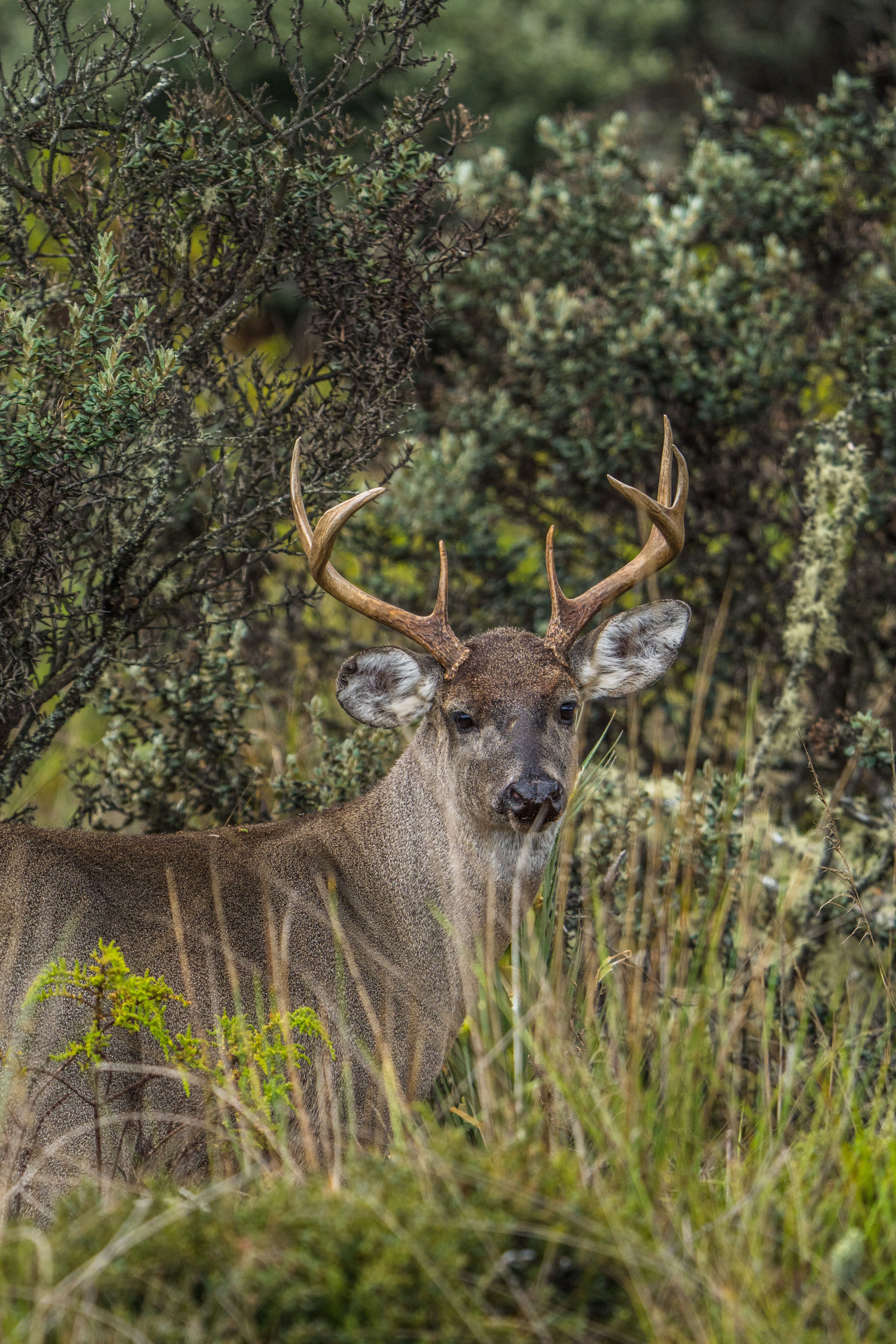 Venado de cola blanca · Free Stock Photo