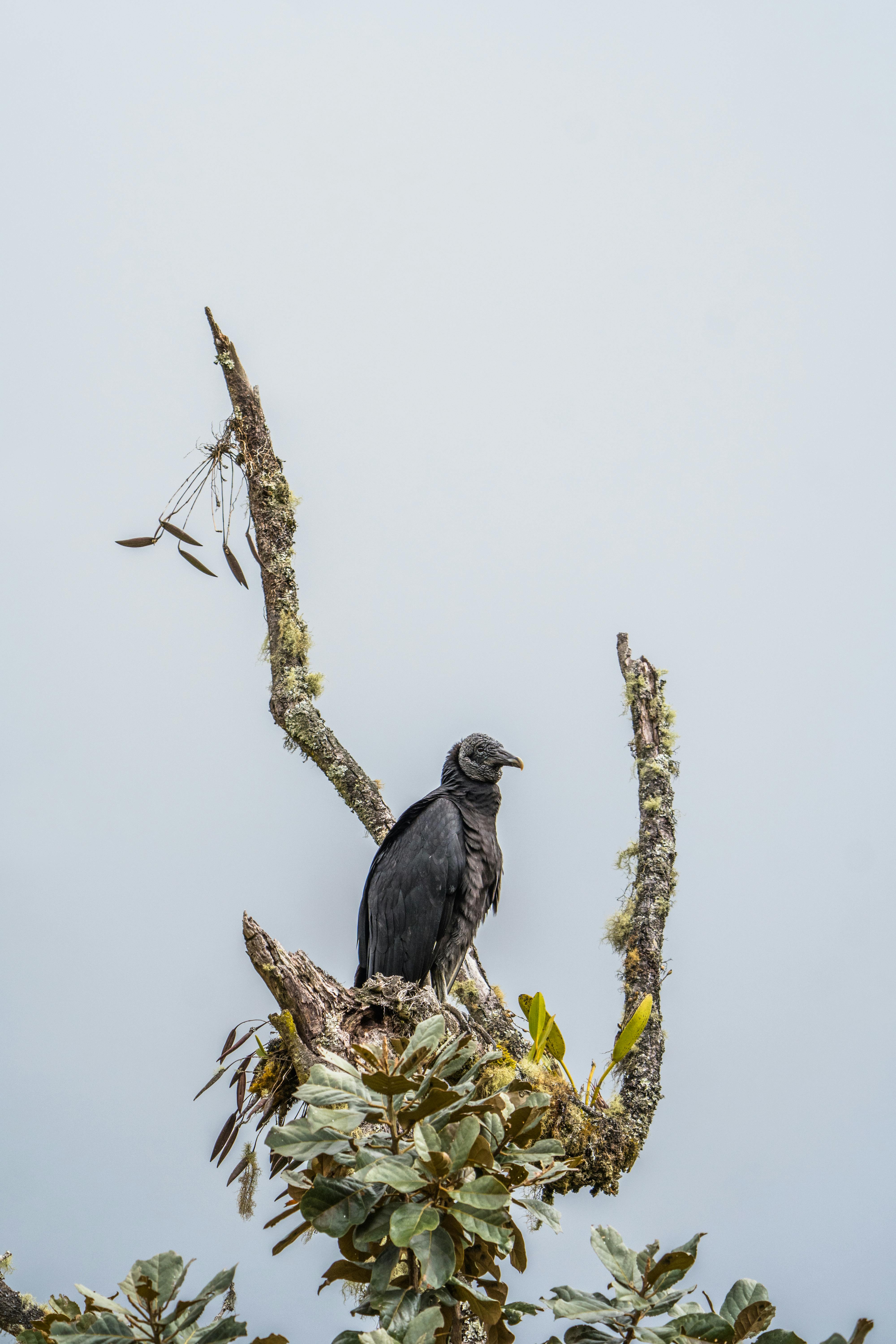 Foto de stock gratuita sobre águila, al aire libre, alas, amante de los ...