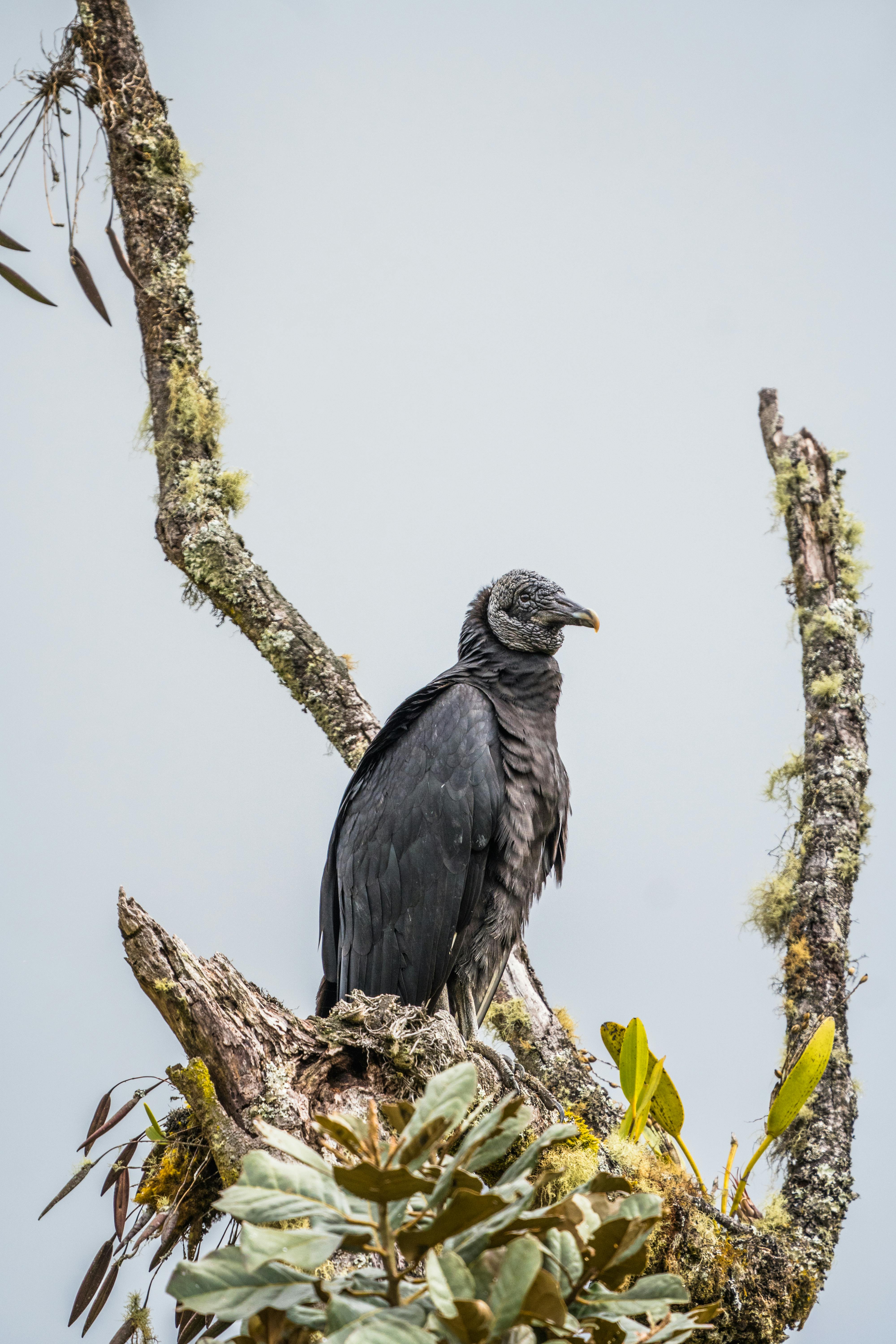 Foto de stock gratuita sobre águila, al aire libre, amante de los ...
