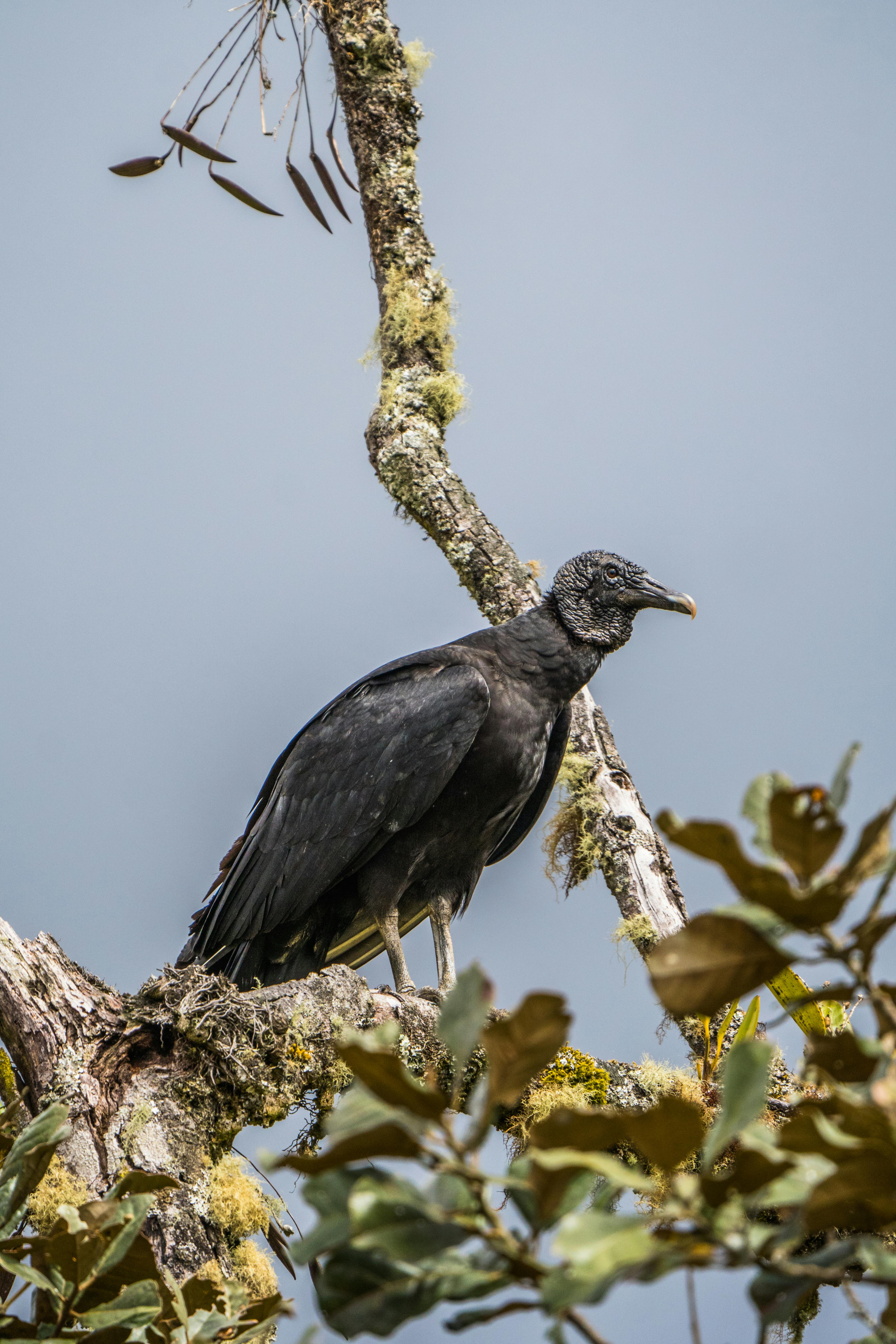 Foto de stock gratuita sobre águila, al aire libre, amante de los ...