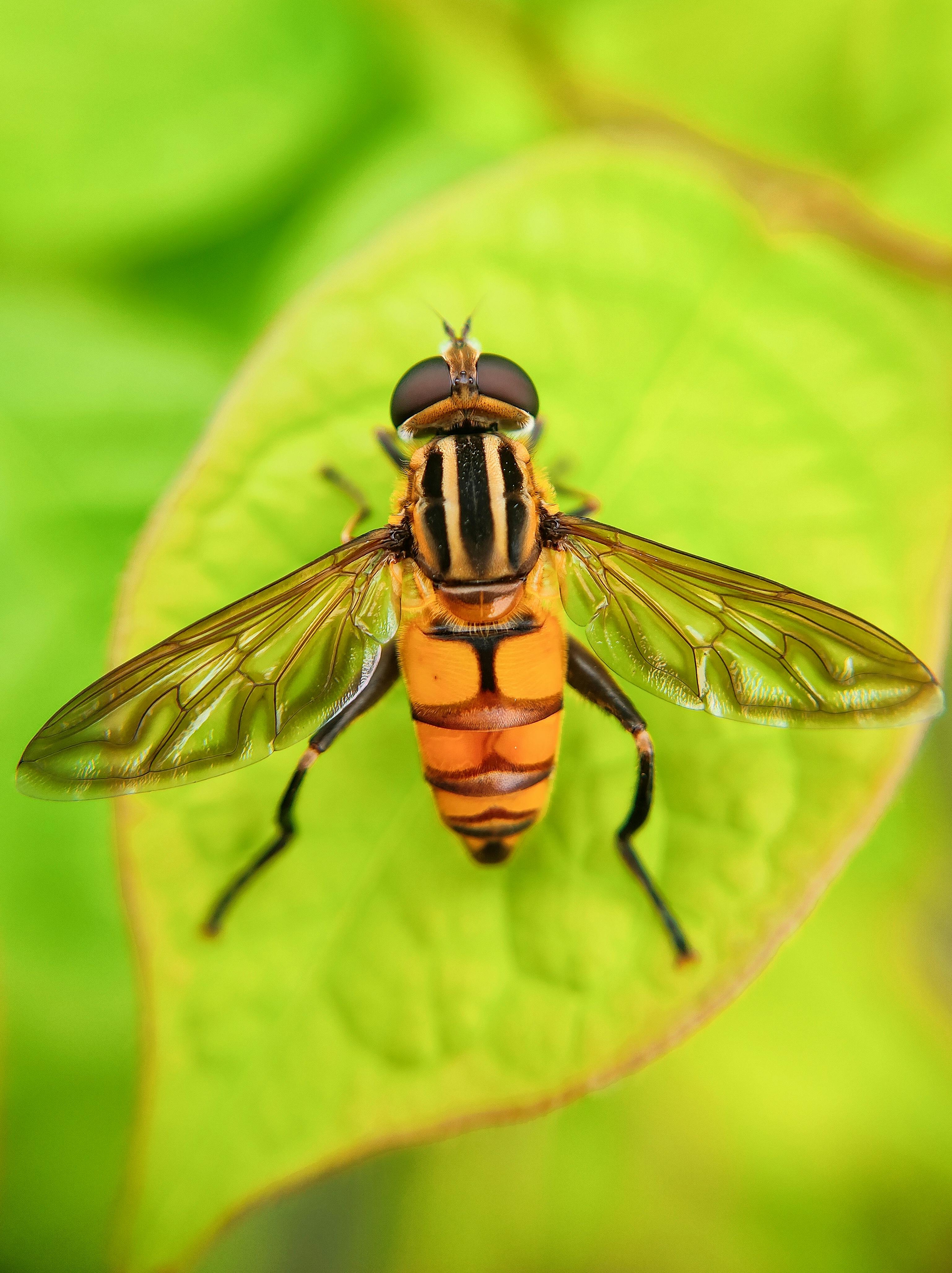 Extreme Close-up of a Hoverfly Sitting on a Leaf · Free Stock Photo