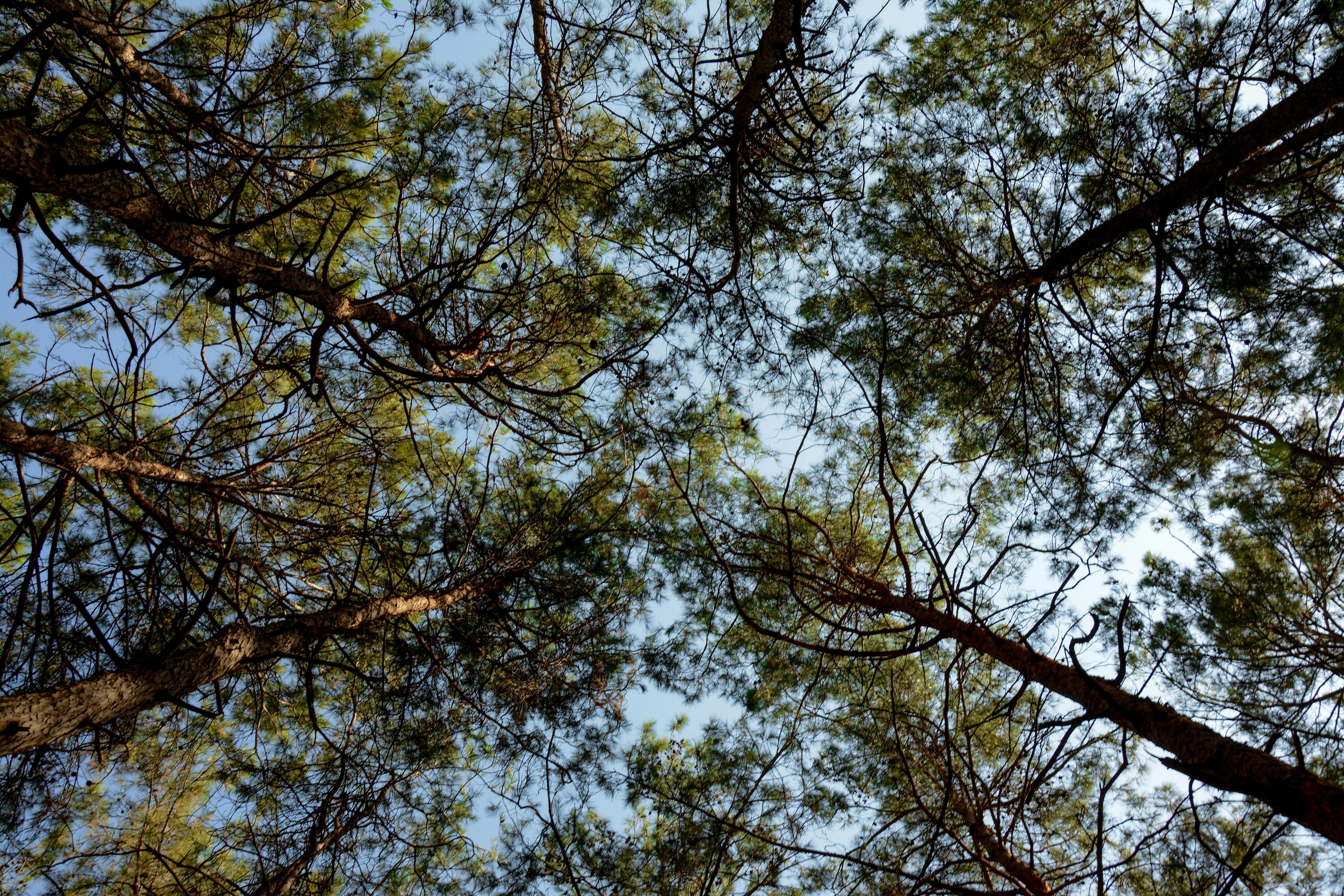 Low Angle Photography of Trees · Free Stock Photo