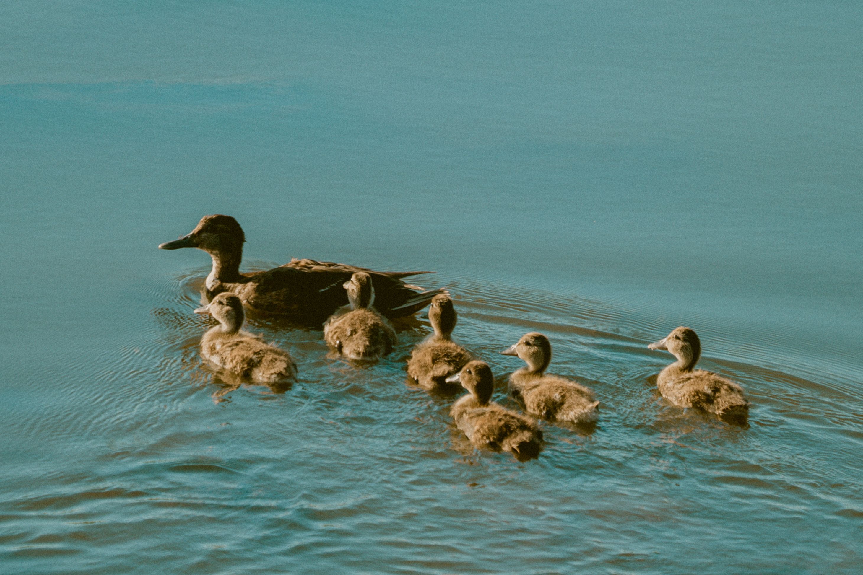 Duck with the Cubs on the Water · Free Stock Photo