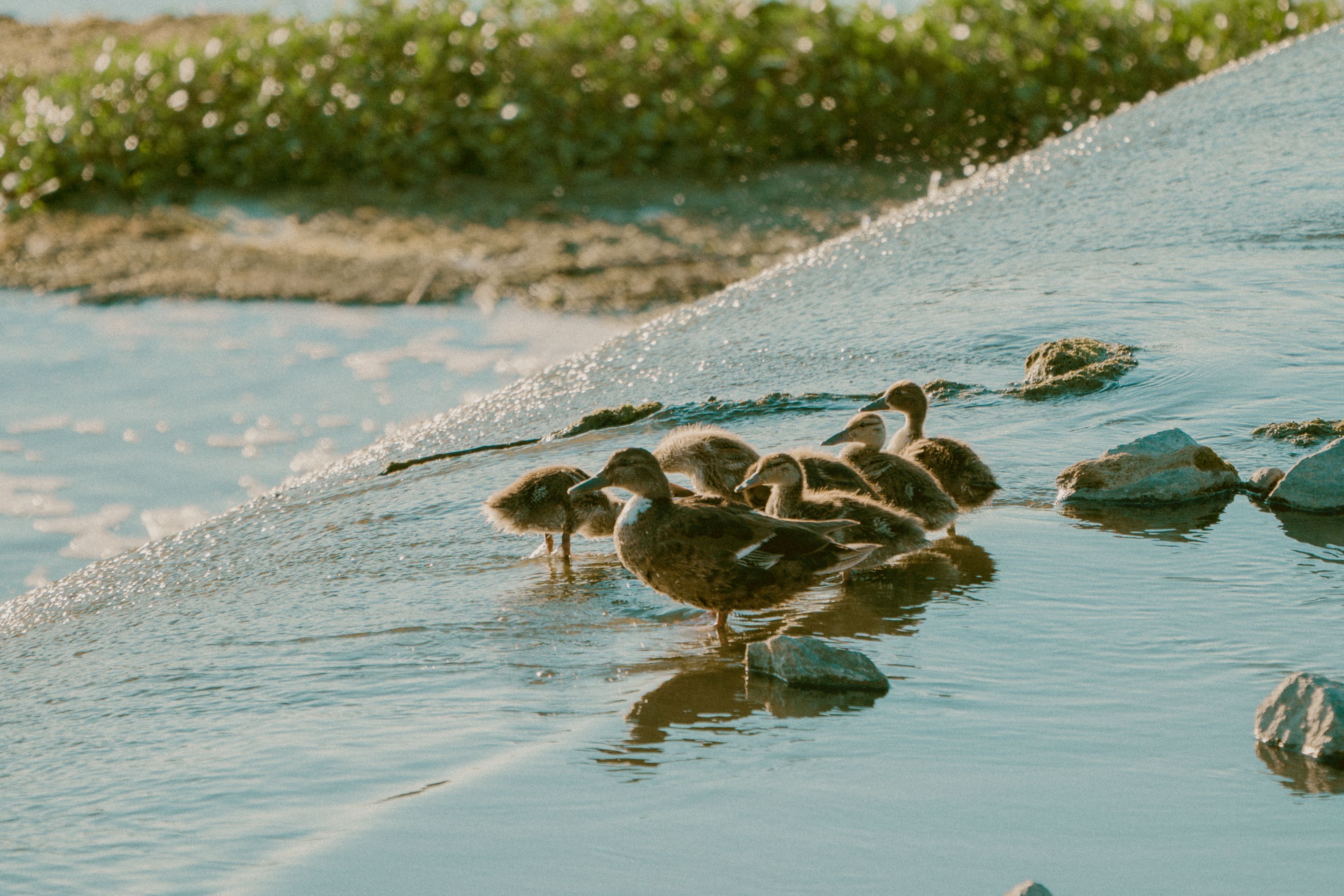 Duck with Ducklings on Stream with Waterfall · Free Stock Photo