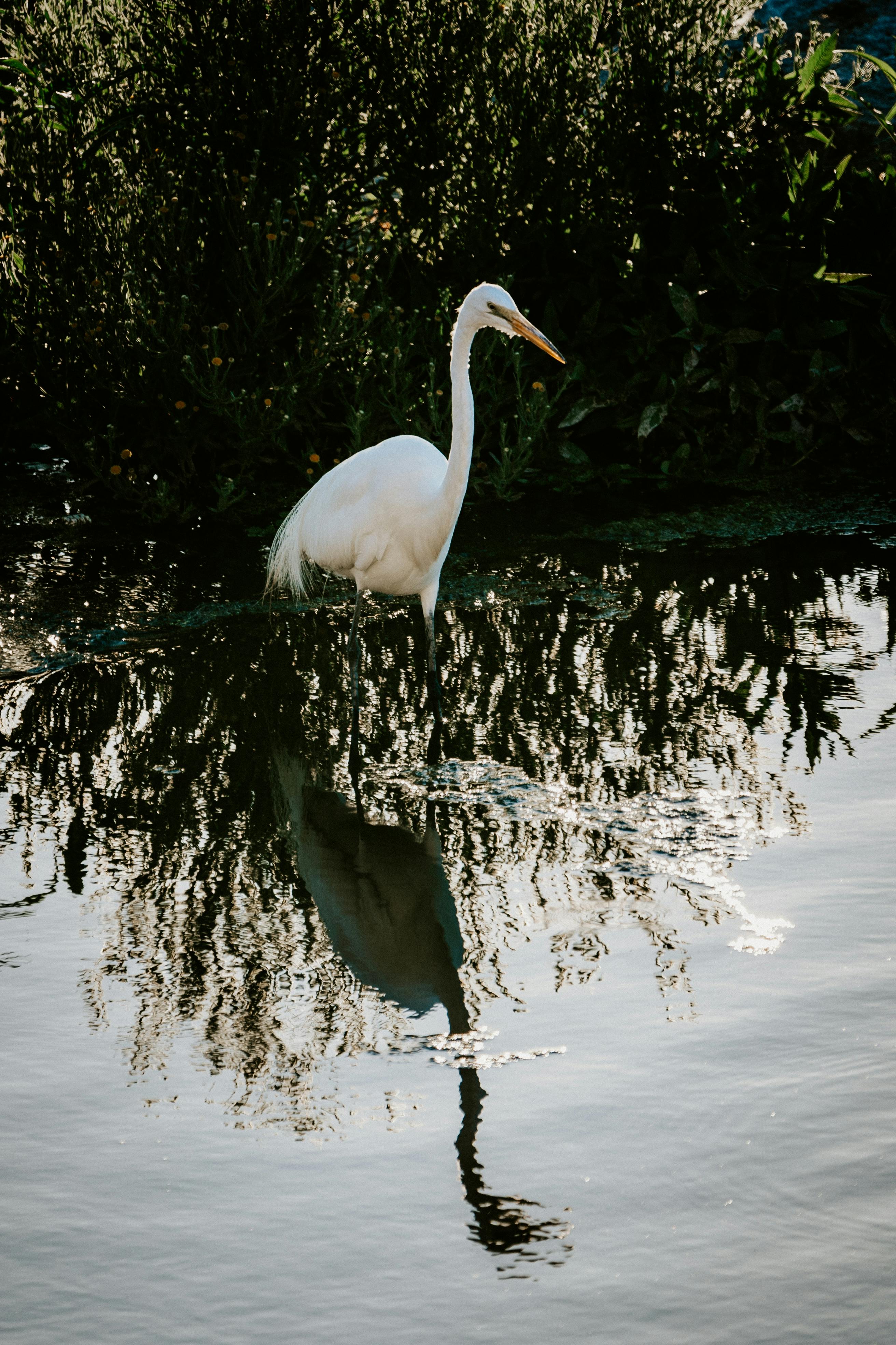 Great Egret in Water · Free Stock Photo