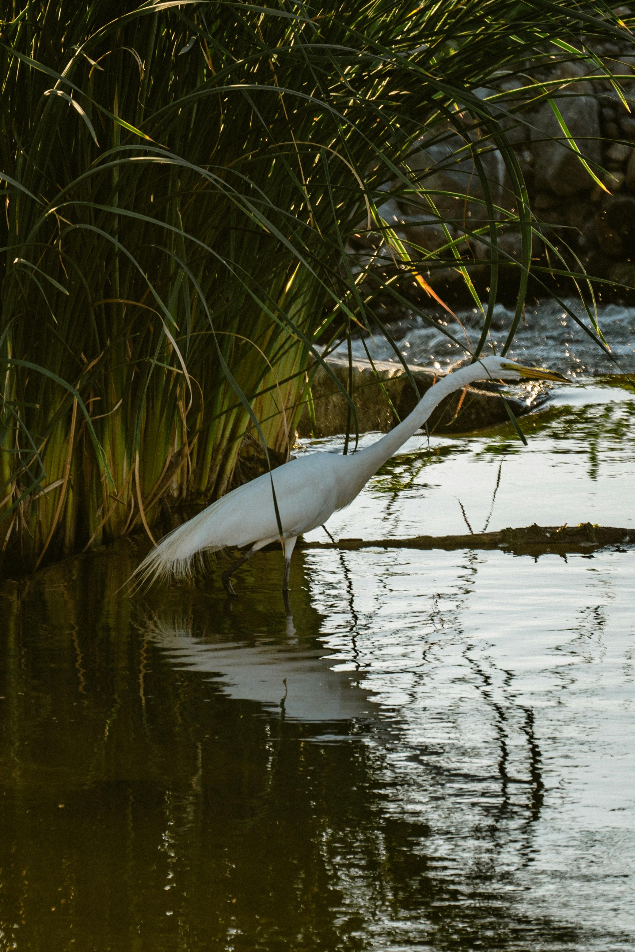 A Heron Standing in a Body of Water · Free Stock Photo
