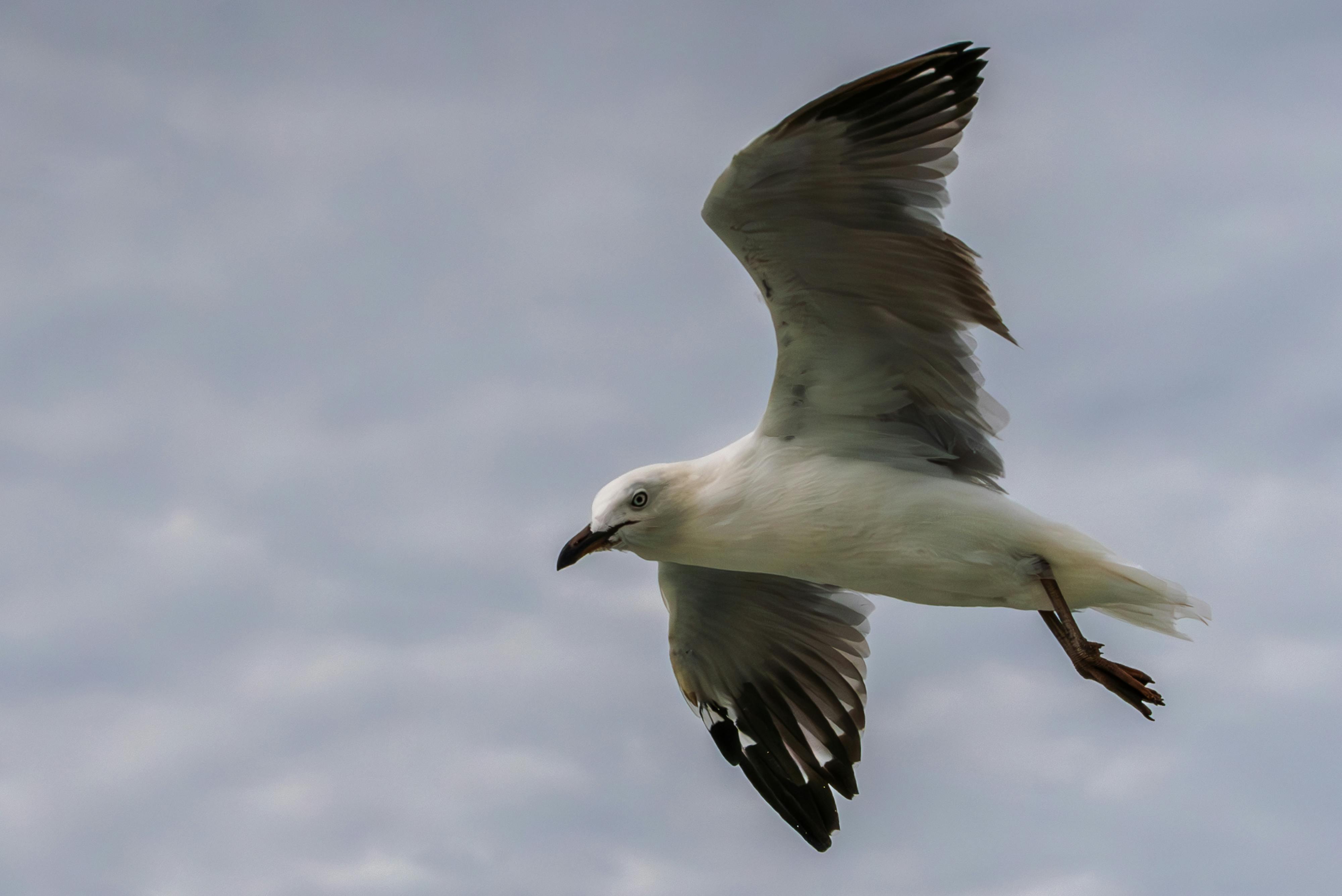 White and Grey Bird Flying during Day Time · Free Stock Photo