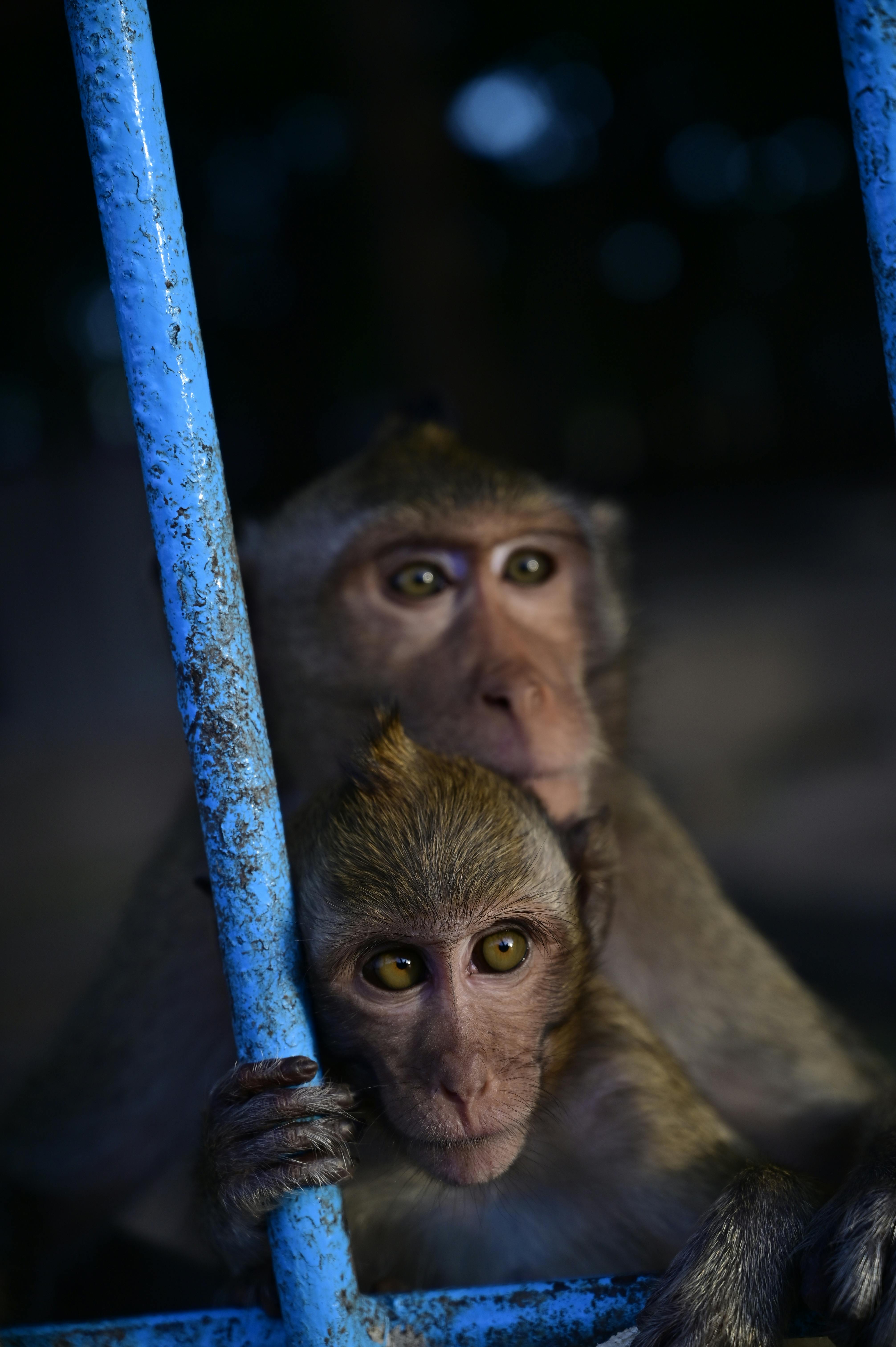Mother monkey and child · Free Stock Photo