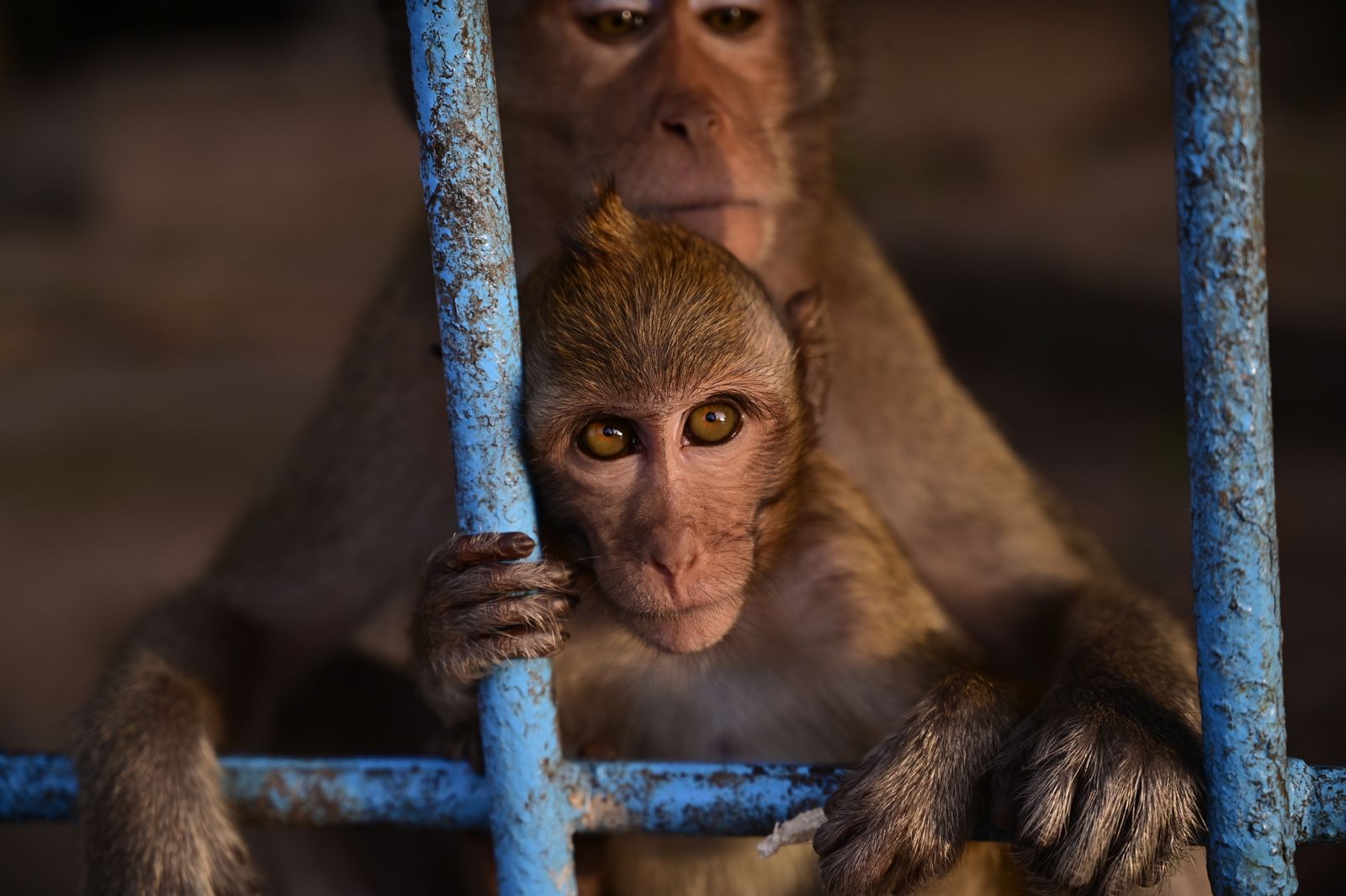 Monkey Holding Box Images Photos, Download The BEST Free Monkey Holding ...