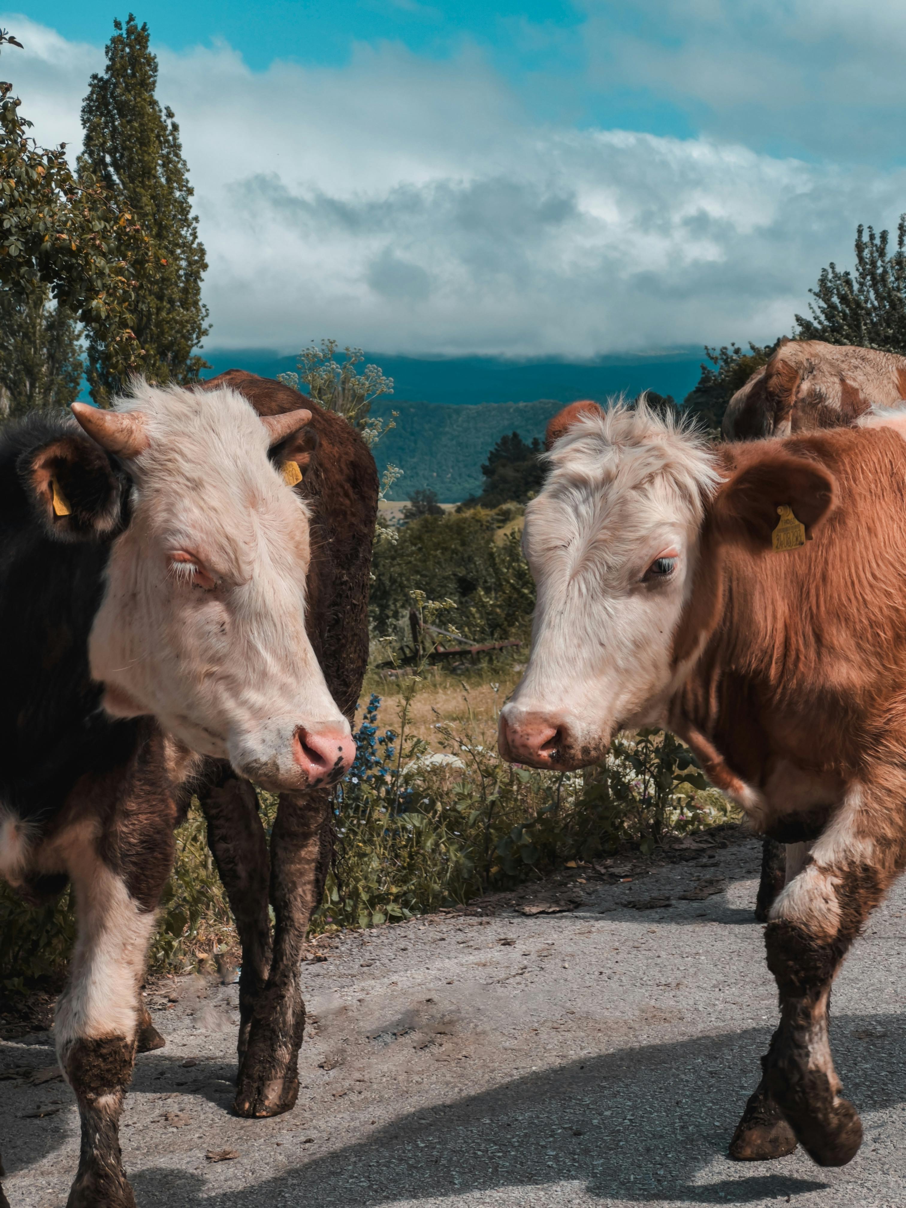 9a Cows Photos, Download The BEST Free 9a Cows Stock Photos & HD Images