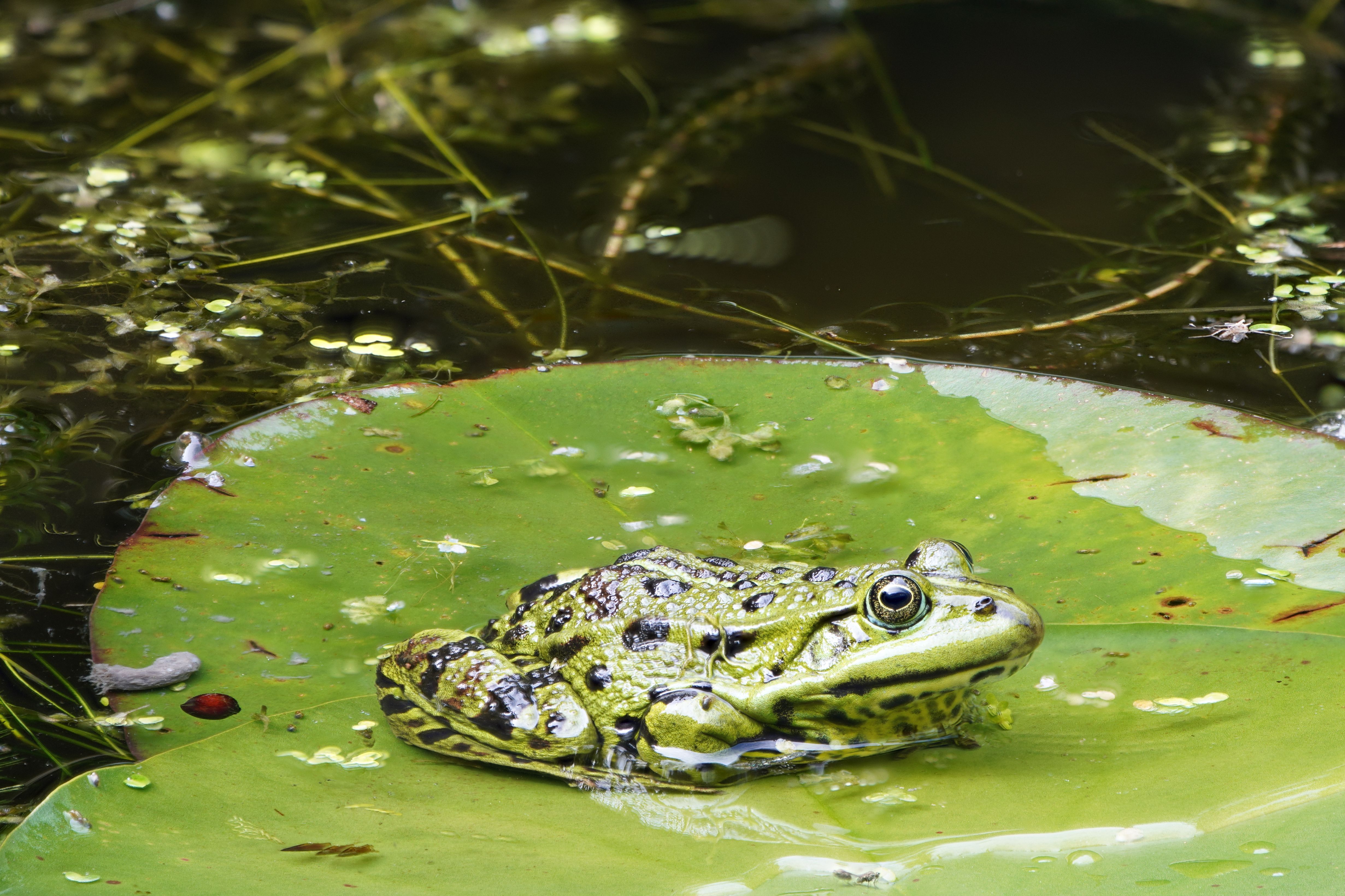 Wet Common Water Frog Sitting on Large Green Leaf · Free Stock Photo