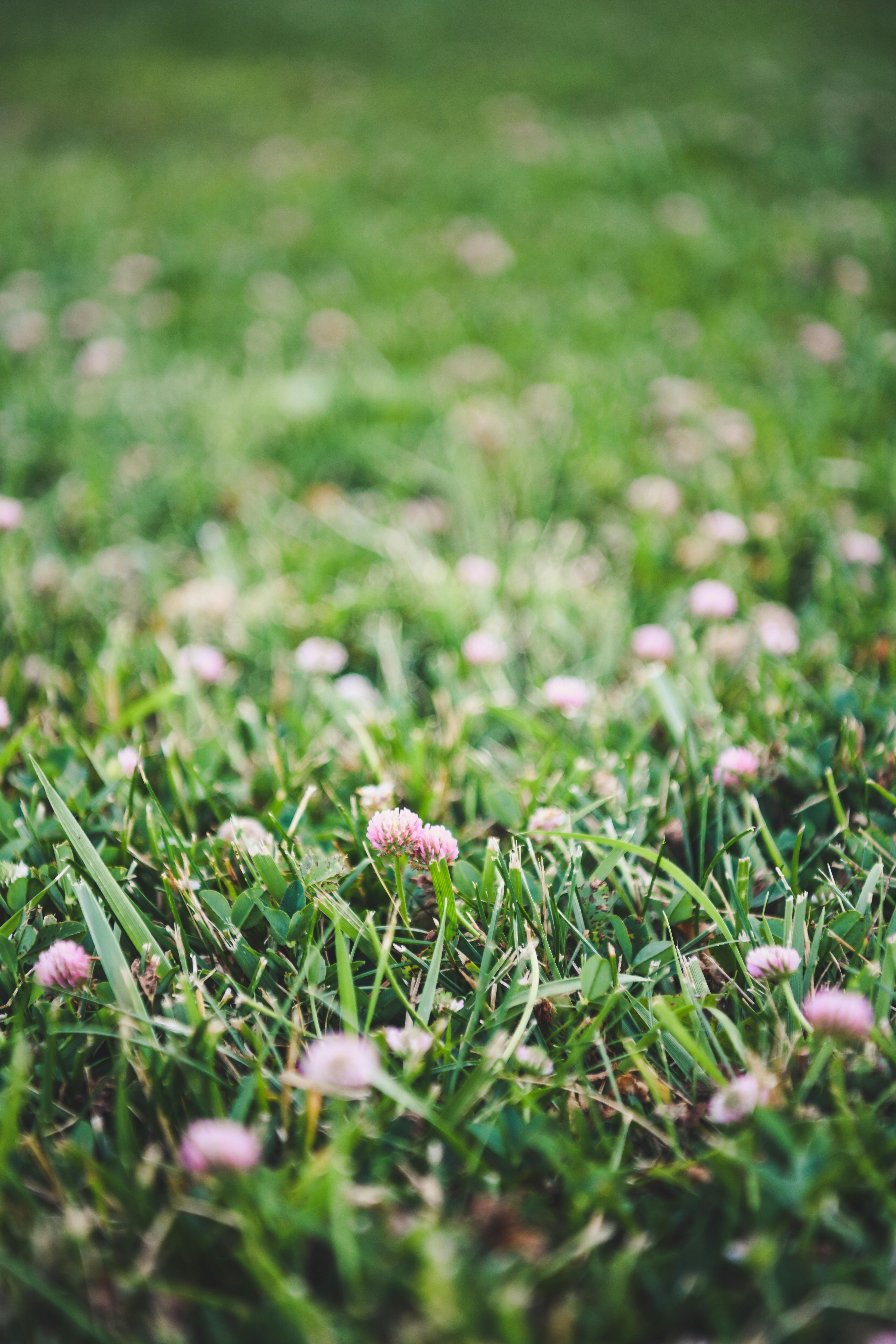 Flowers on Ground · Free Stock Photo