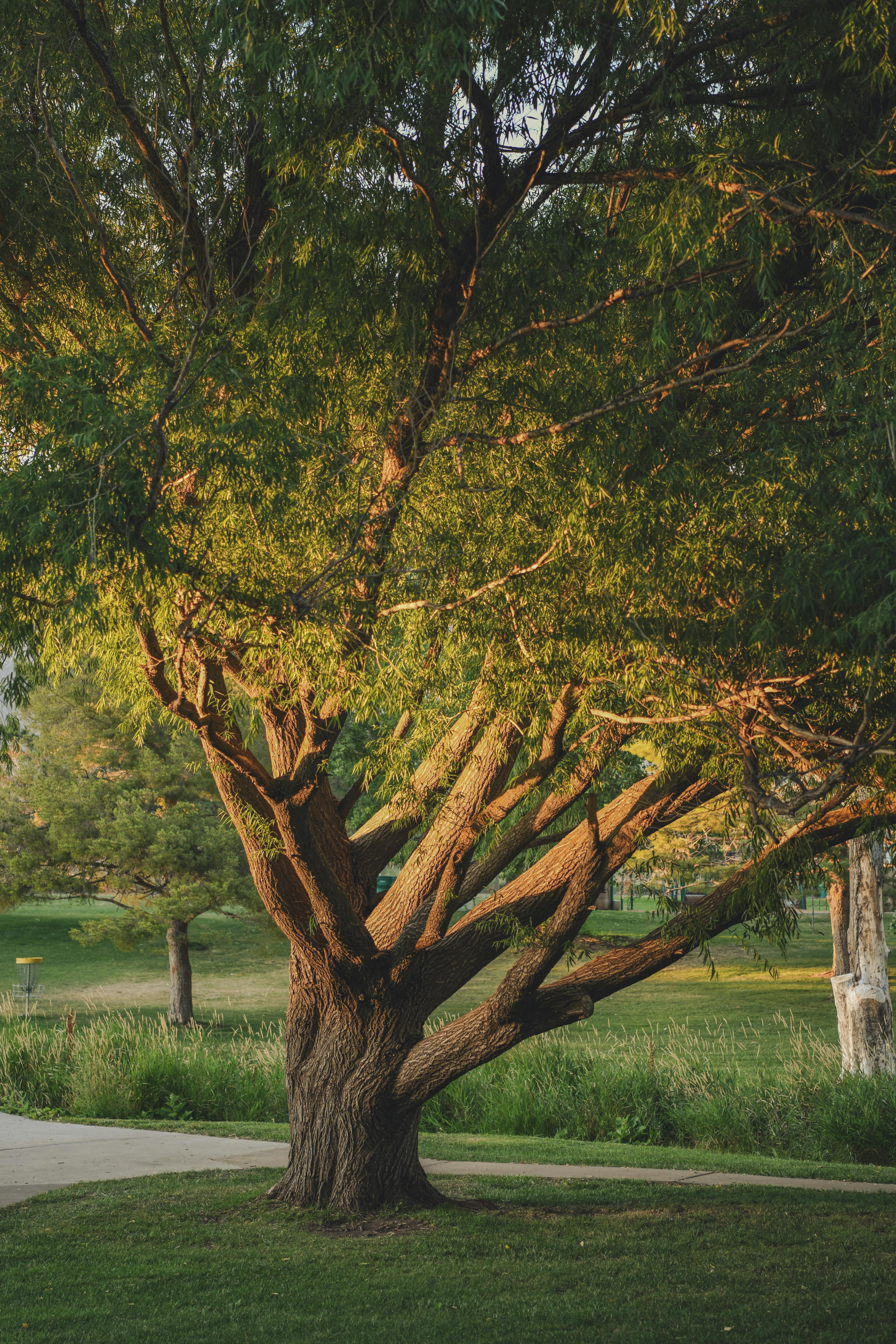Tree in the Park · Free Stock Photo
