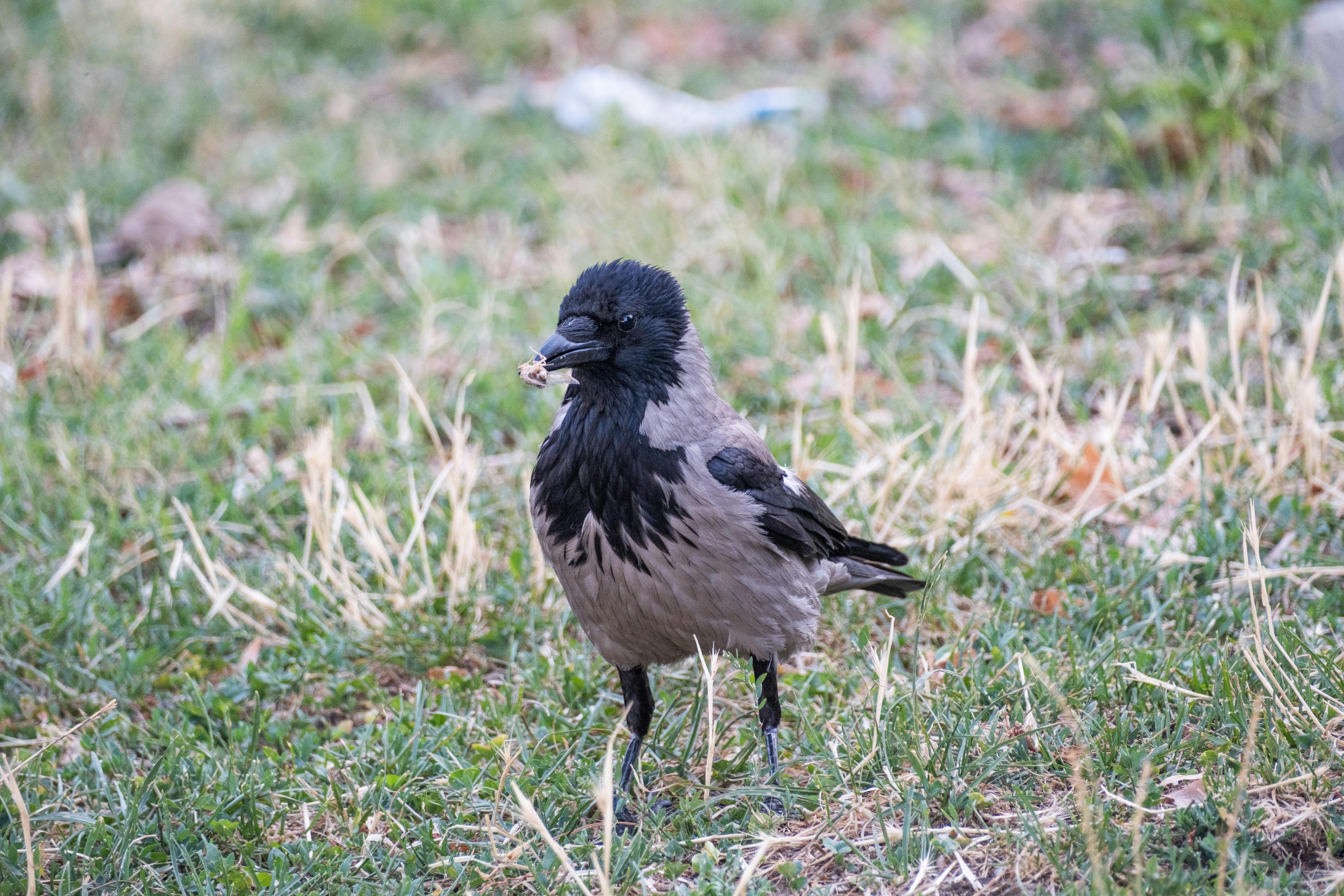 Crow with Insect on Grass · Free Stock Photo