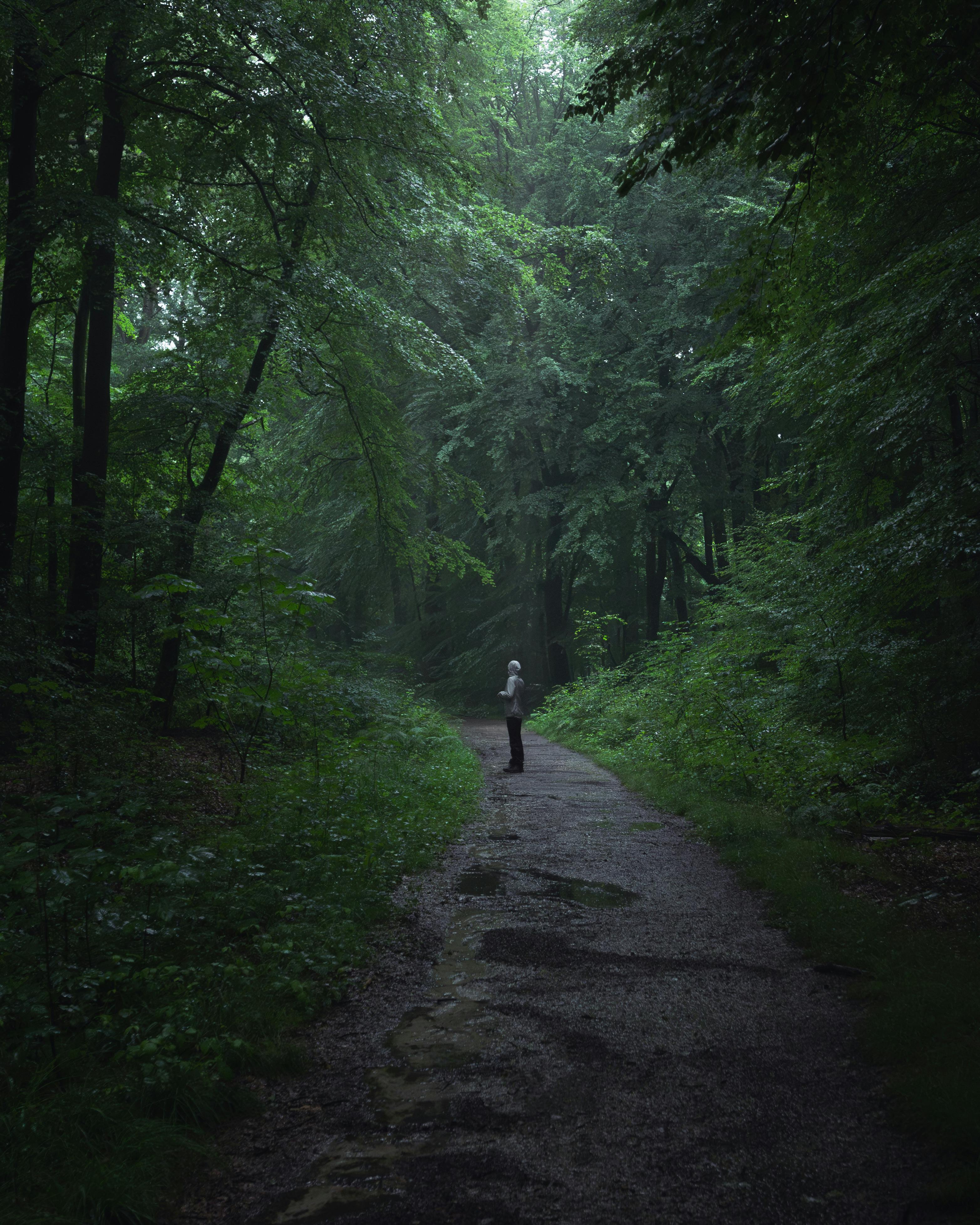 Person Hiking in Deep Forest · Free Stock Photo