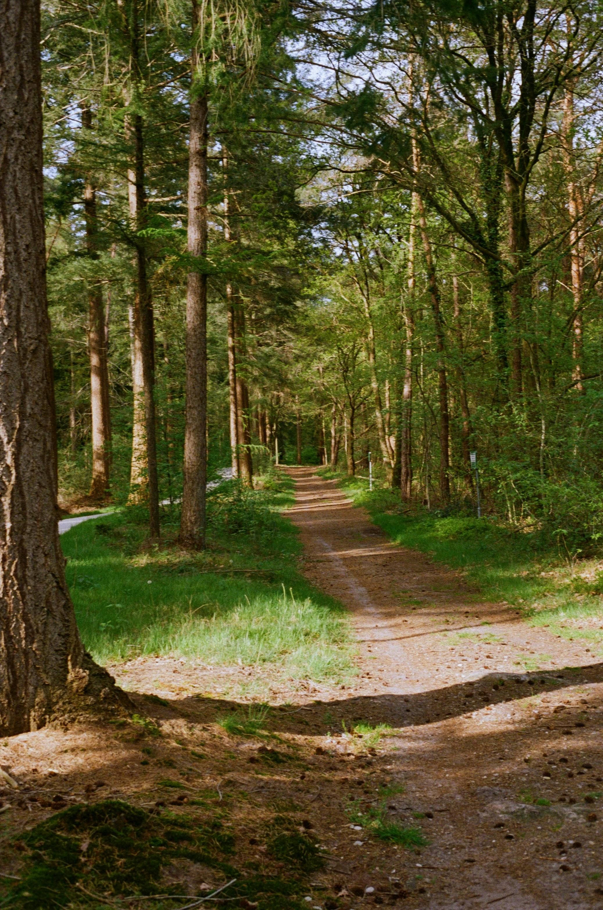 Dirt Road in Forest · Free Stock Photo