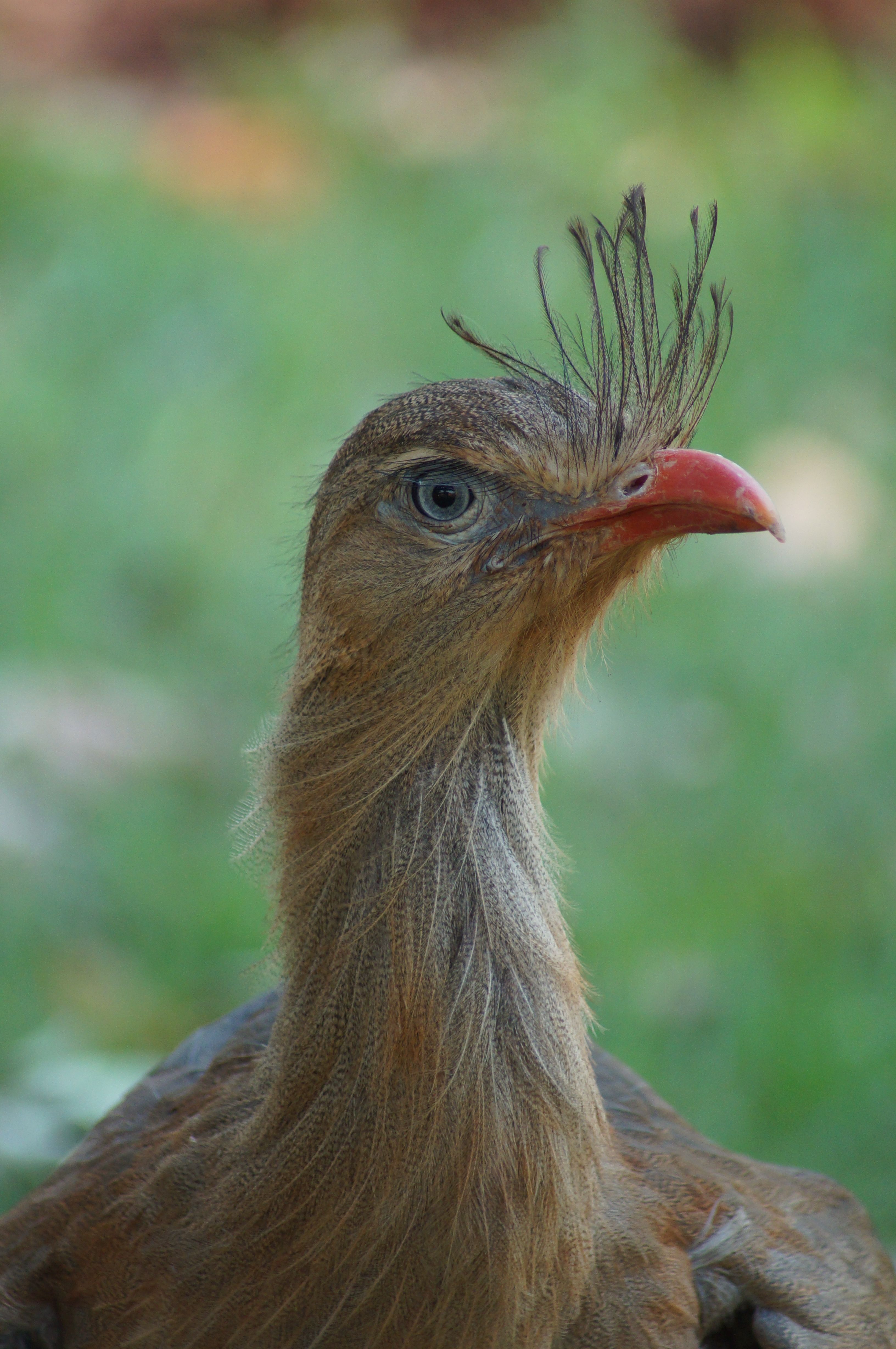 Head of Red Legged Seriema · Free Stock Photo