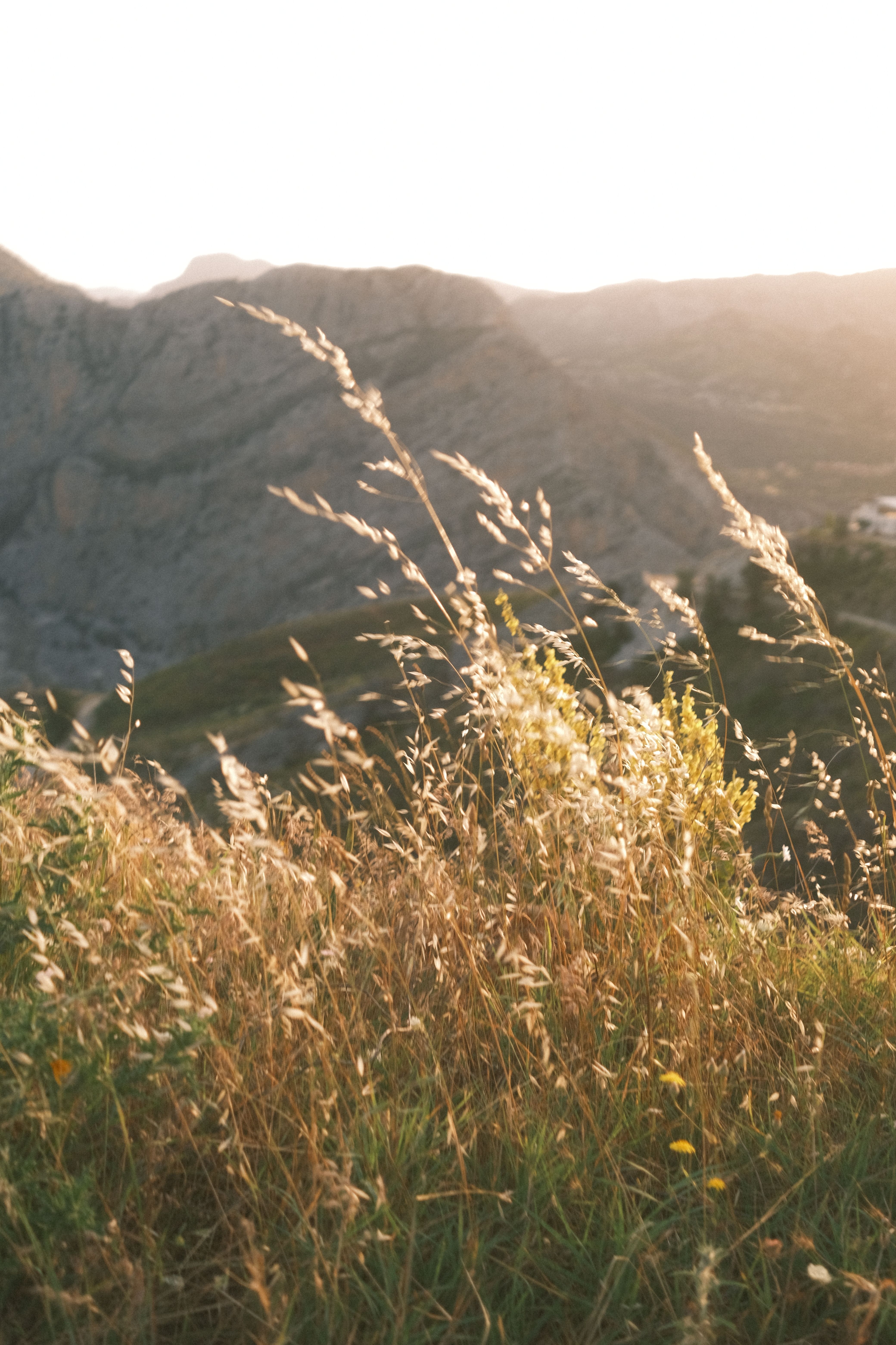 Grasses on Rural Field · Free Stock Photo