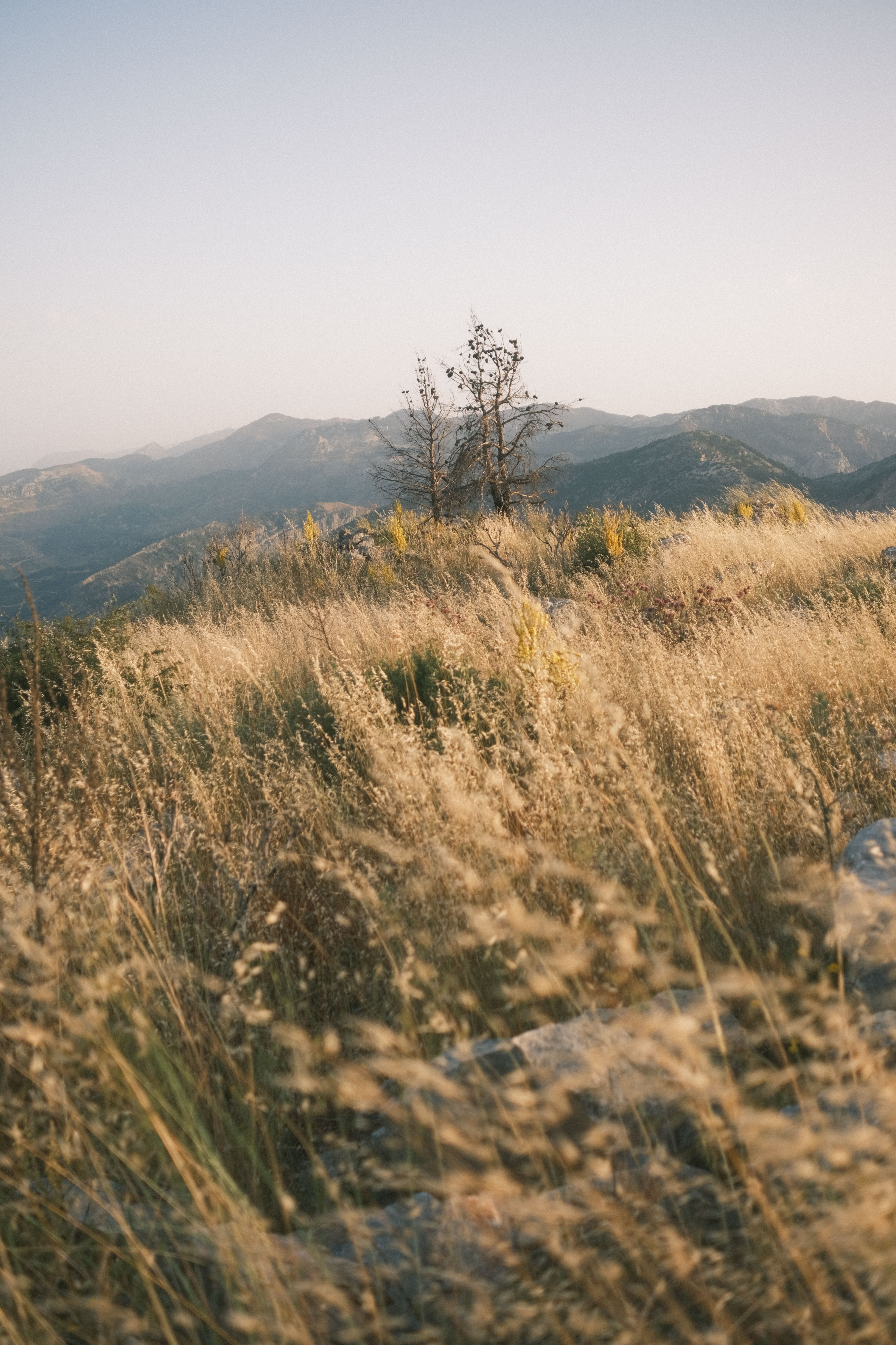 Grasses on Field in Countryside · Free Stock Photo