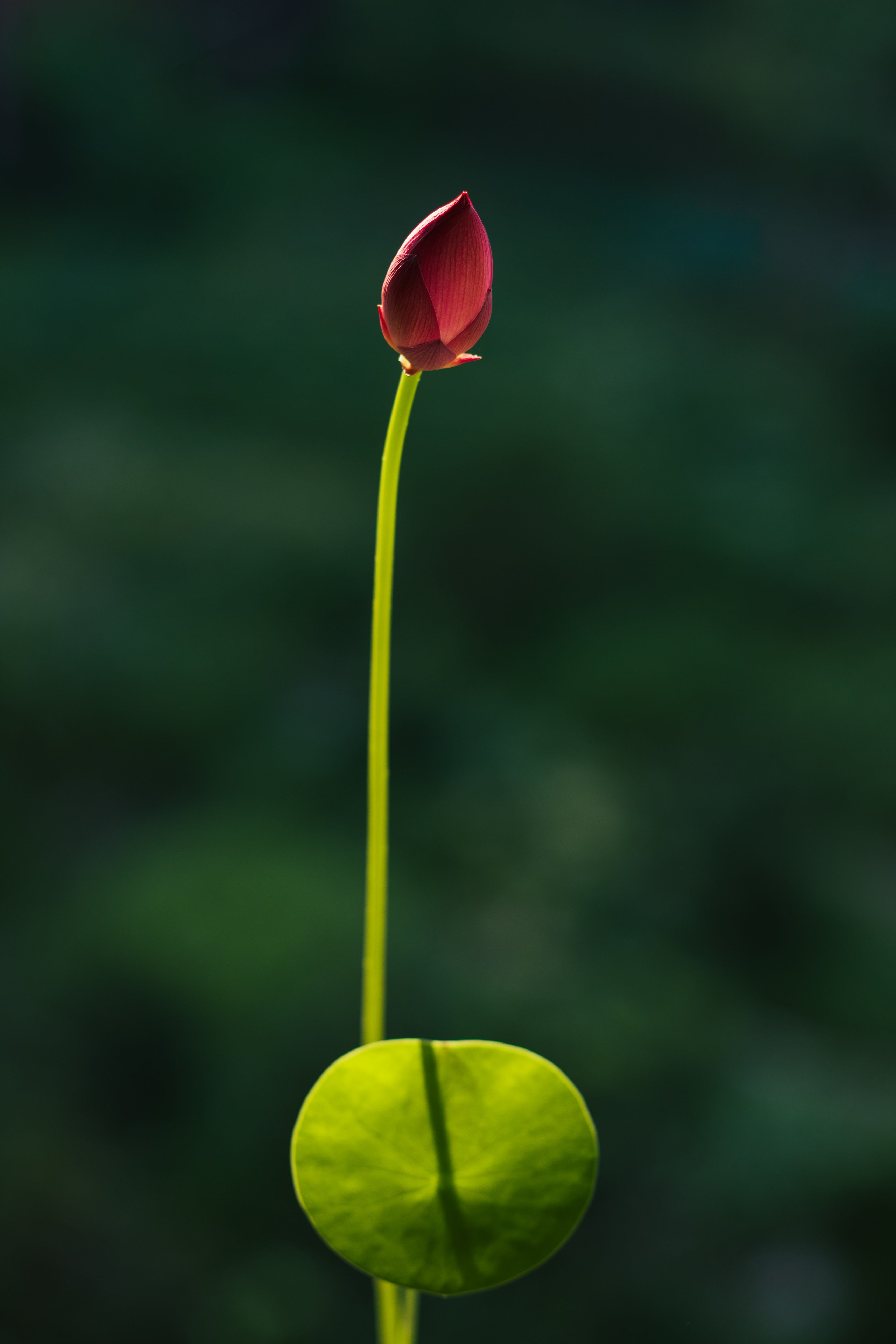 Close-up of a Lotus Bud · Free Stock Photo