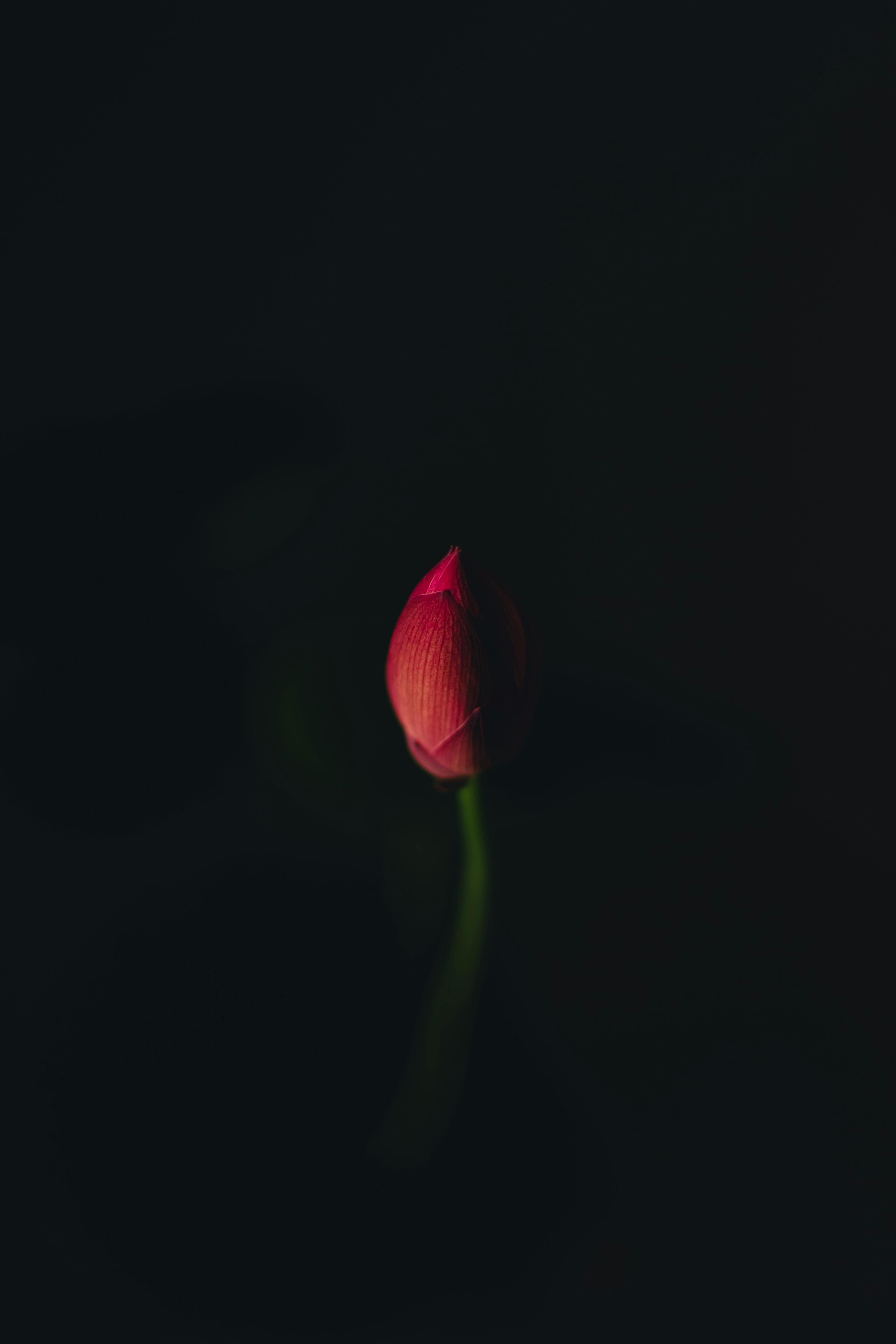 Close-up of a Red Lotus Bud · Free Stock Photo