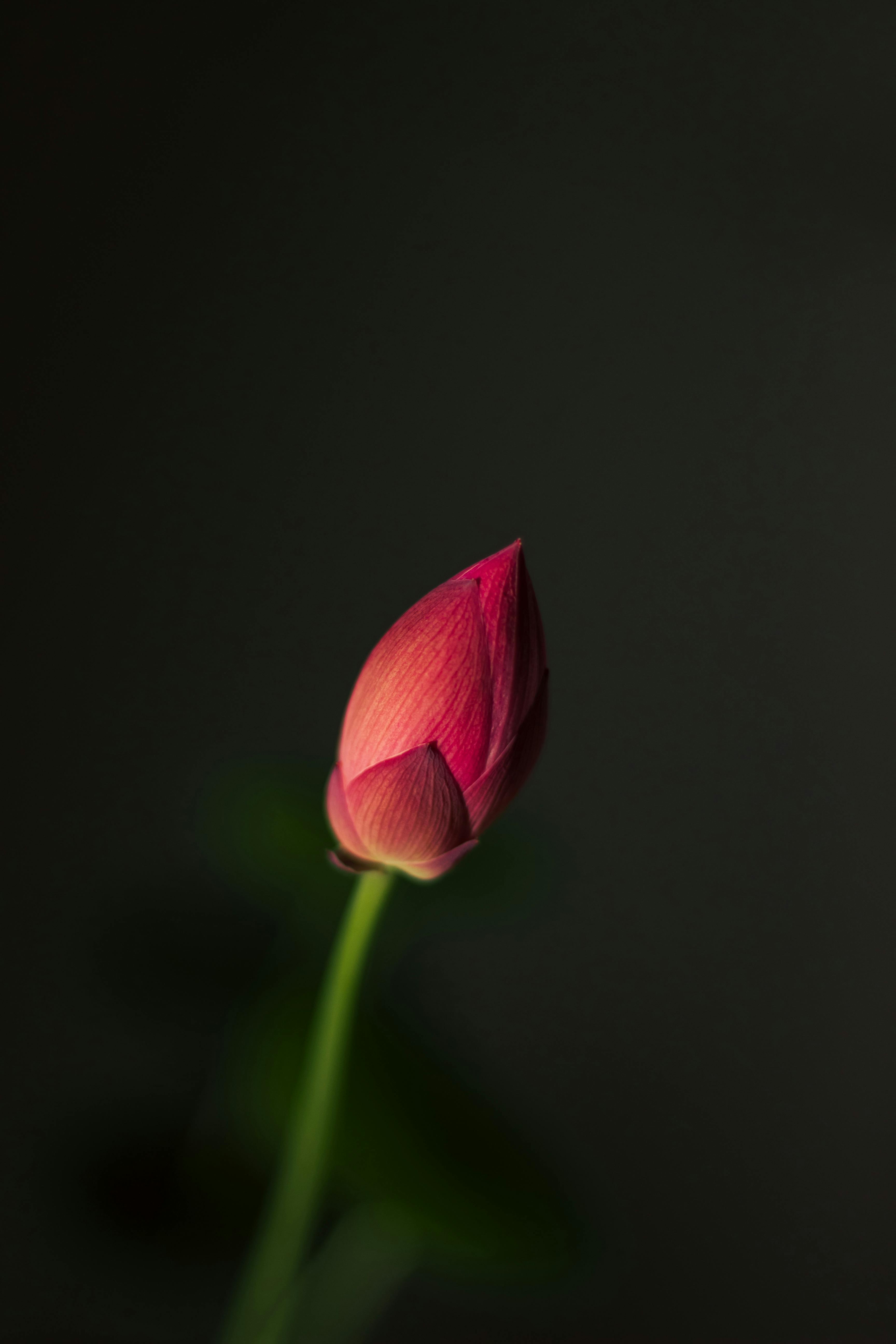 Close-up of a Red Lotus Bud · Free Stock Photo