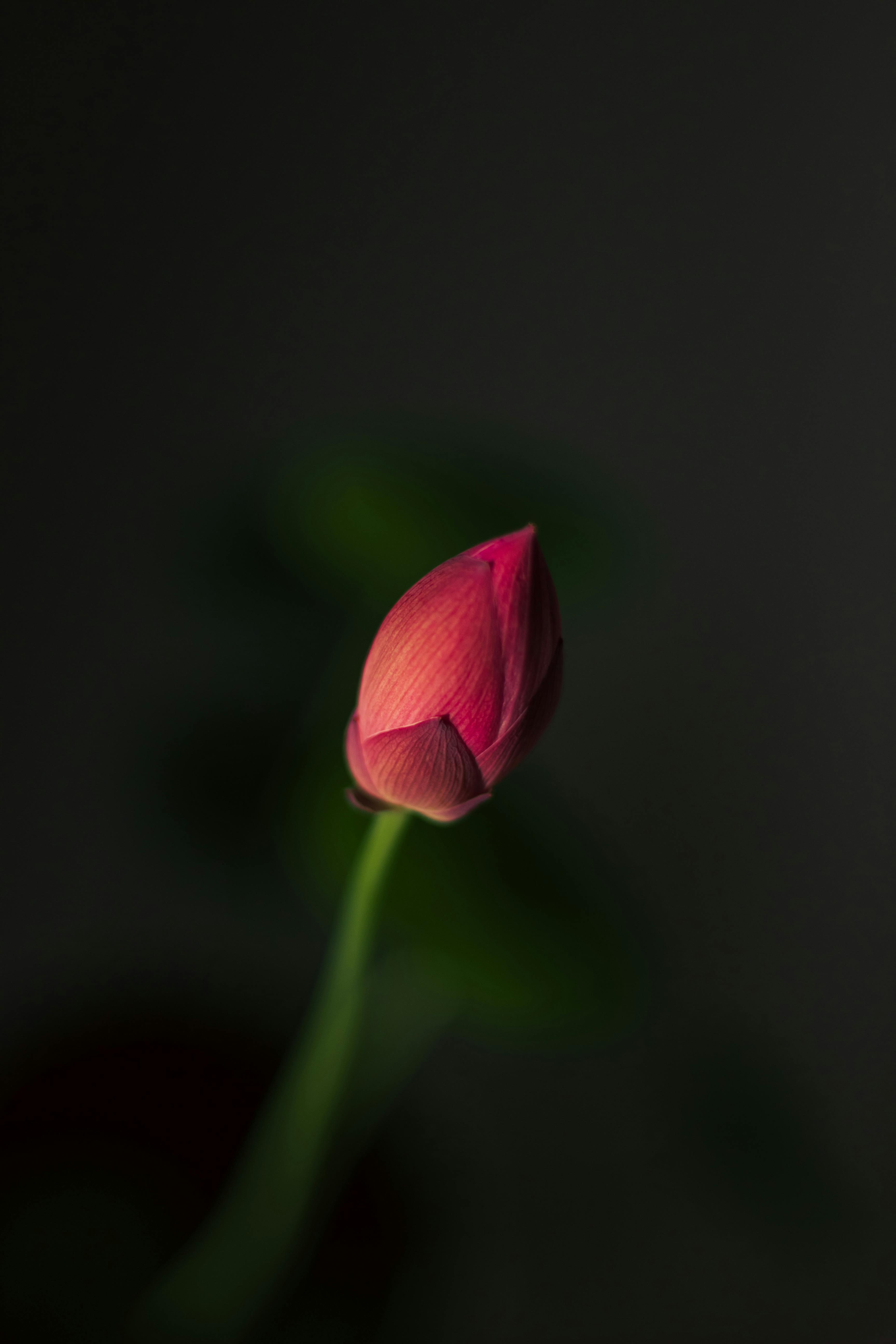 Close-up of a Red Lotus Bud · Free Stock Photo