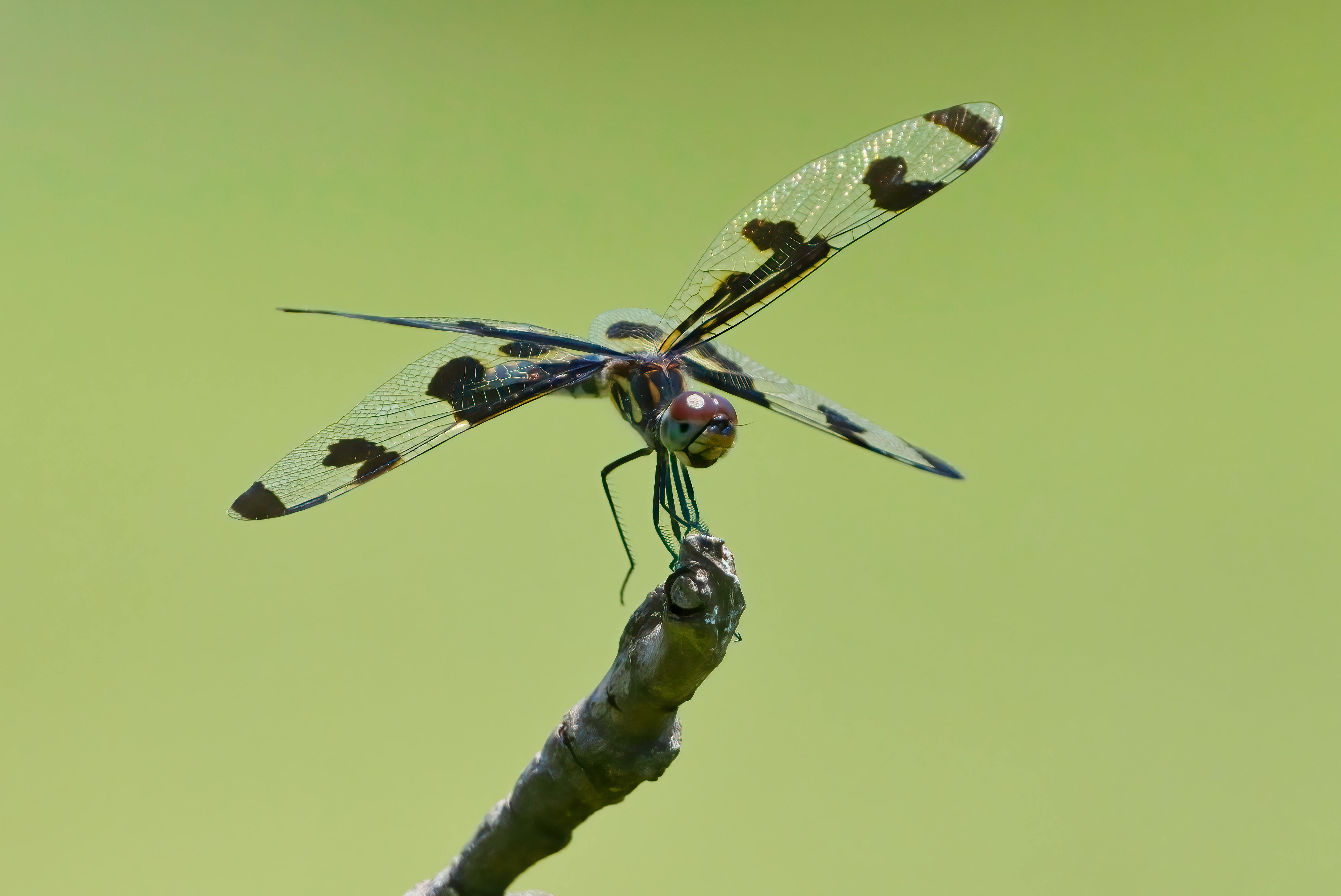 Banded Pennant Dragonfly · Free Stock Photo