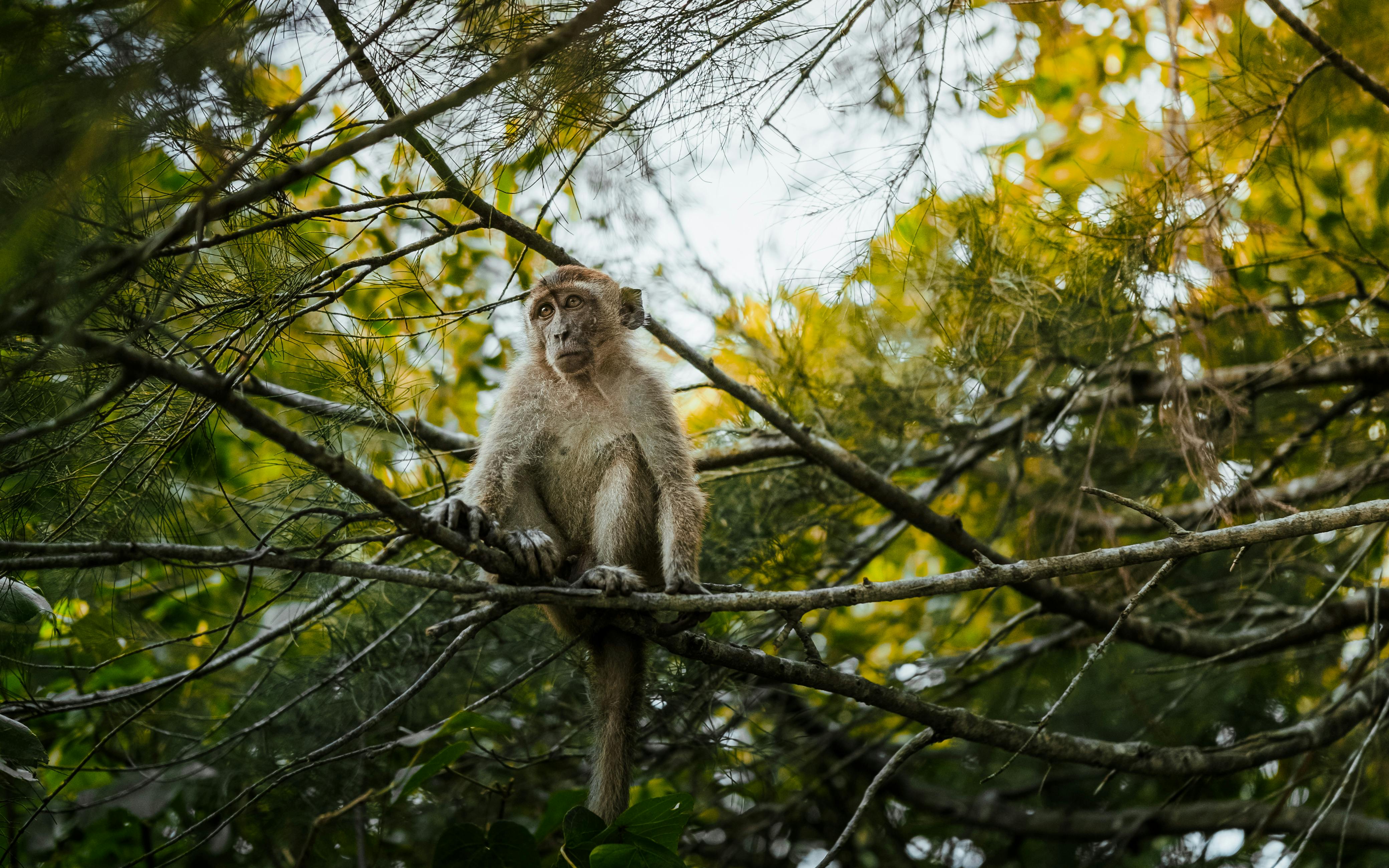 Monkey in a Jungle · Free Stock Photo
