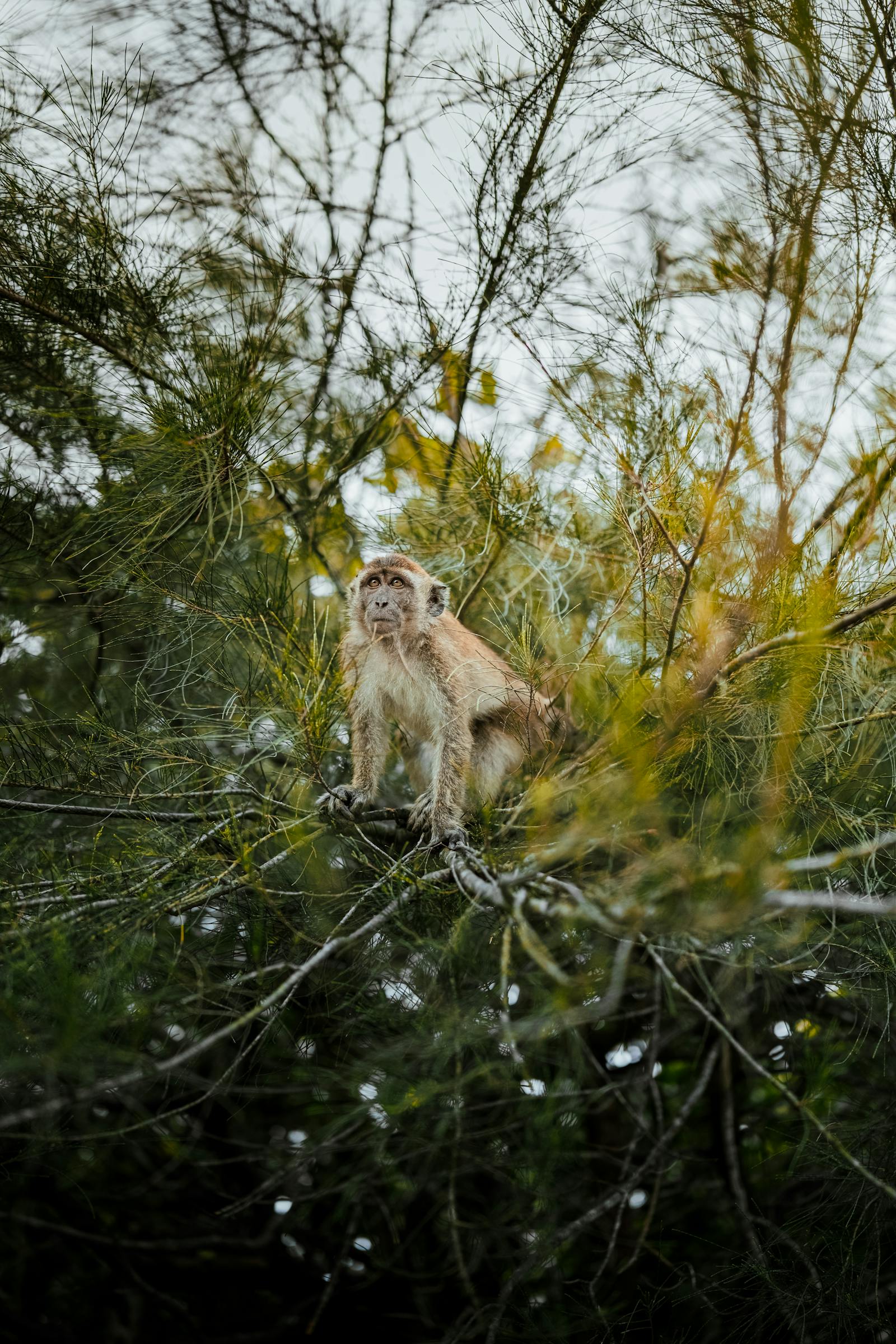 Monkey Rizz Photos, Download The BEST Free Monkey Rizz Stock Photos ...