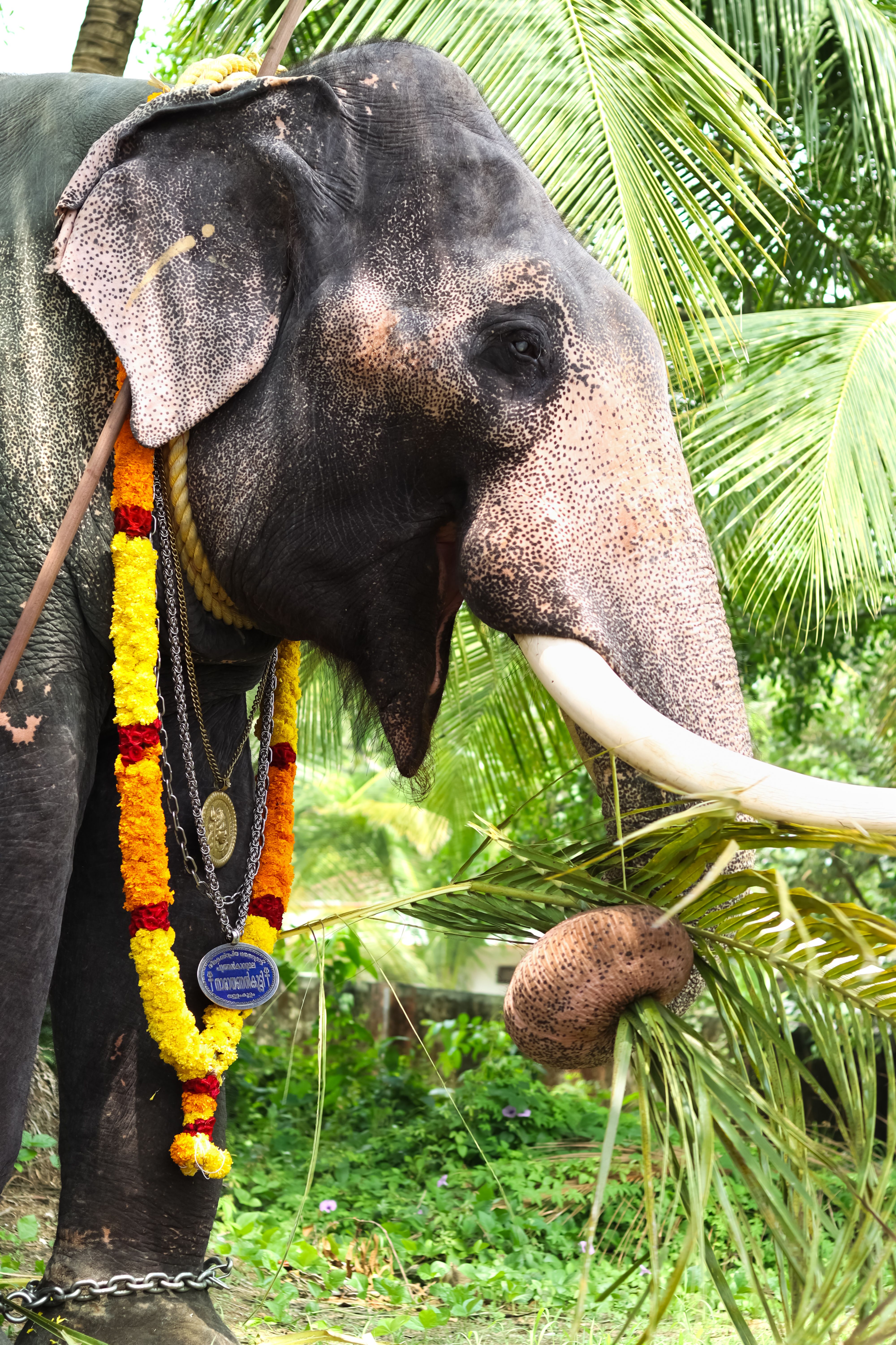 Indian Elephant In Forest Photos, Download The BEST Free Indian ...