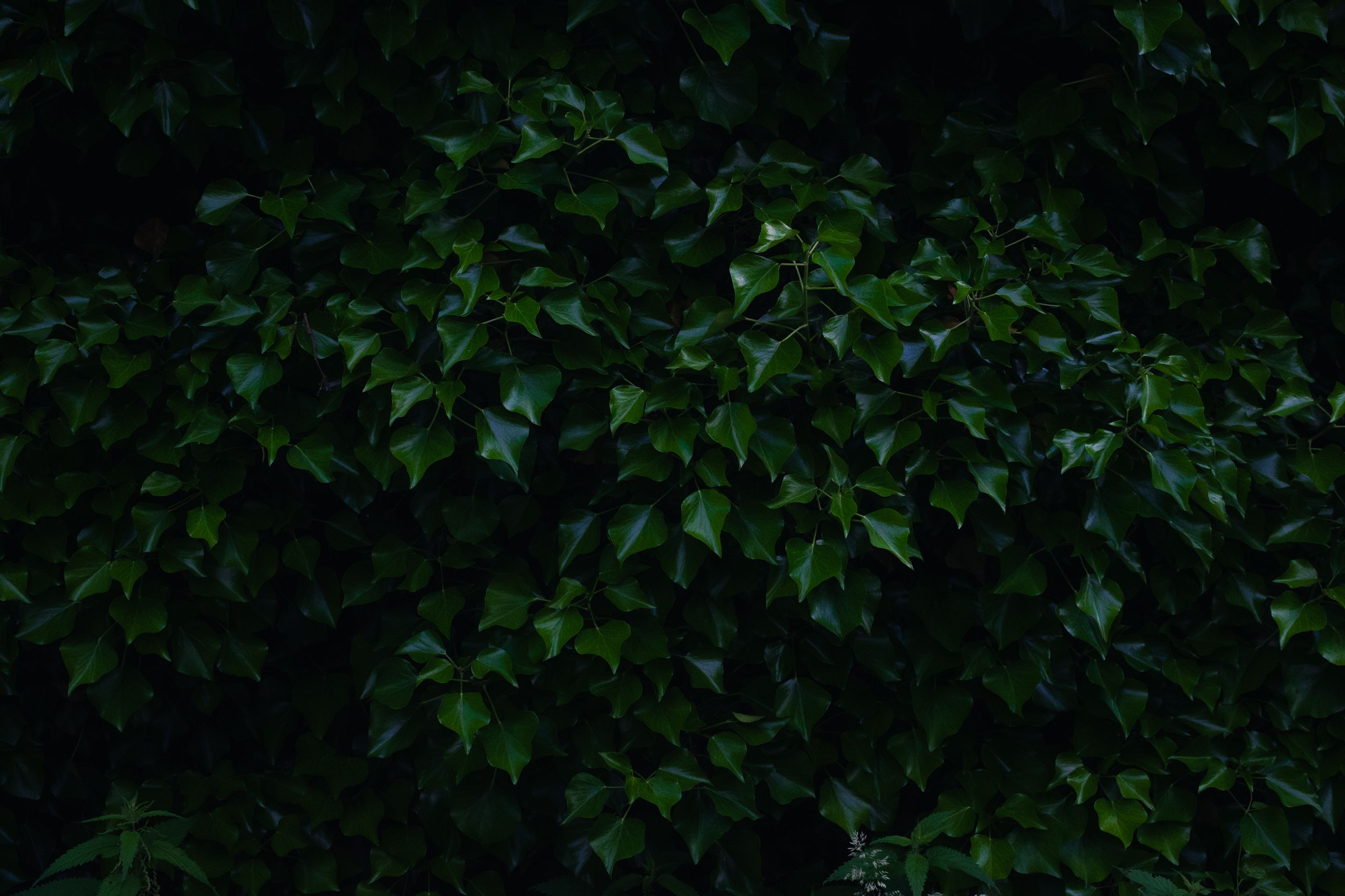 Dark, Green Leaves of Bush · Free Stock Photo