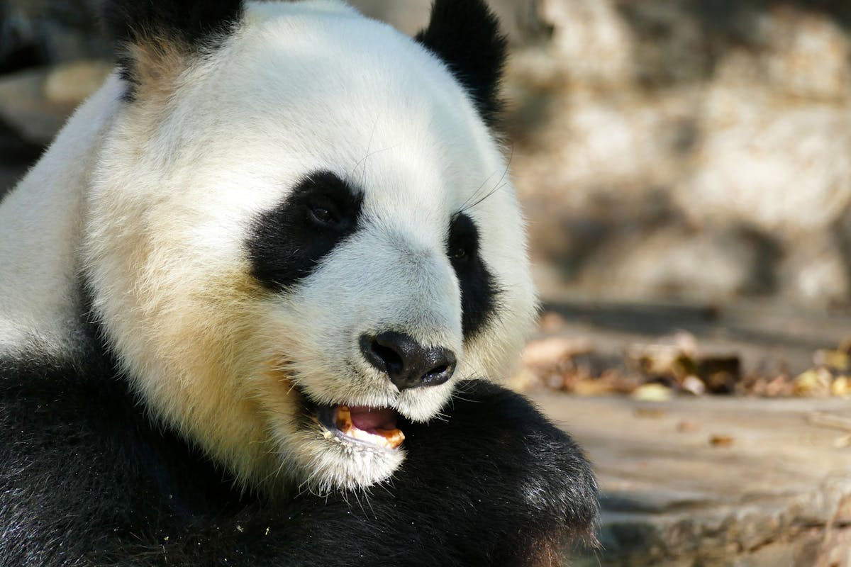 Panda Bear Photos, Download The BEST Free Panda Bear Stock Photos & HD ...