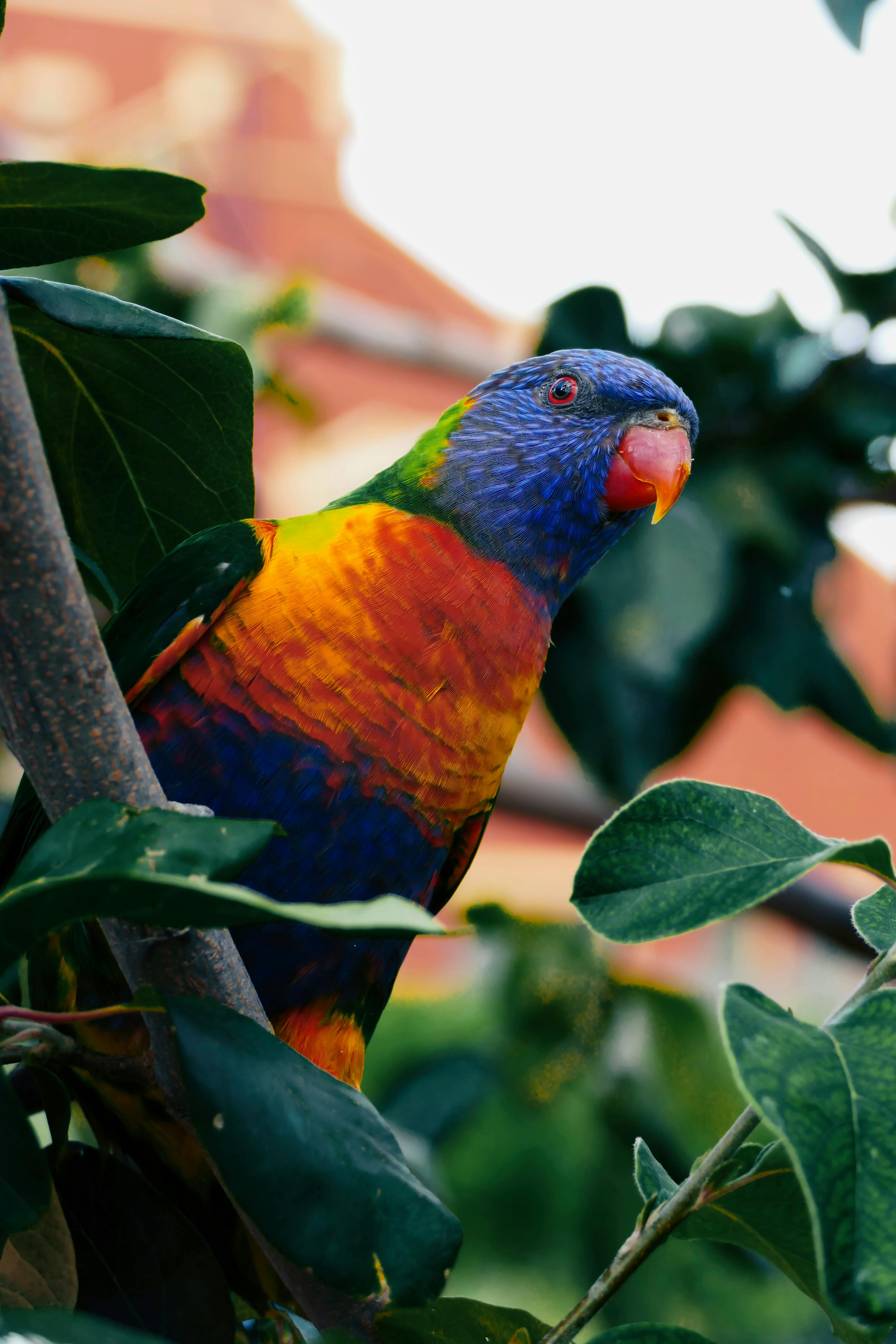Colorful Loriini Parrot · Free Stock Photo