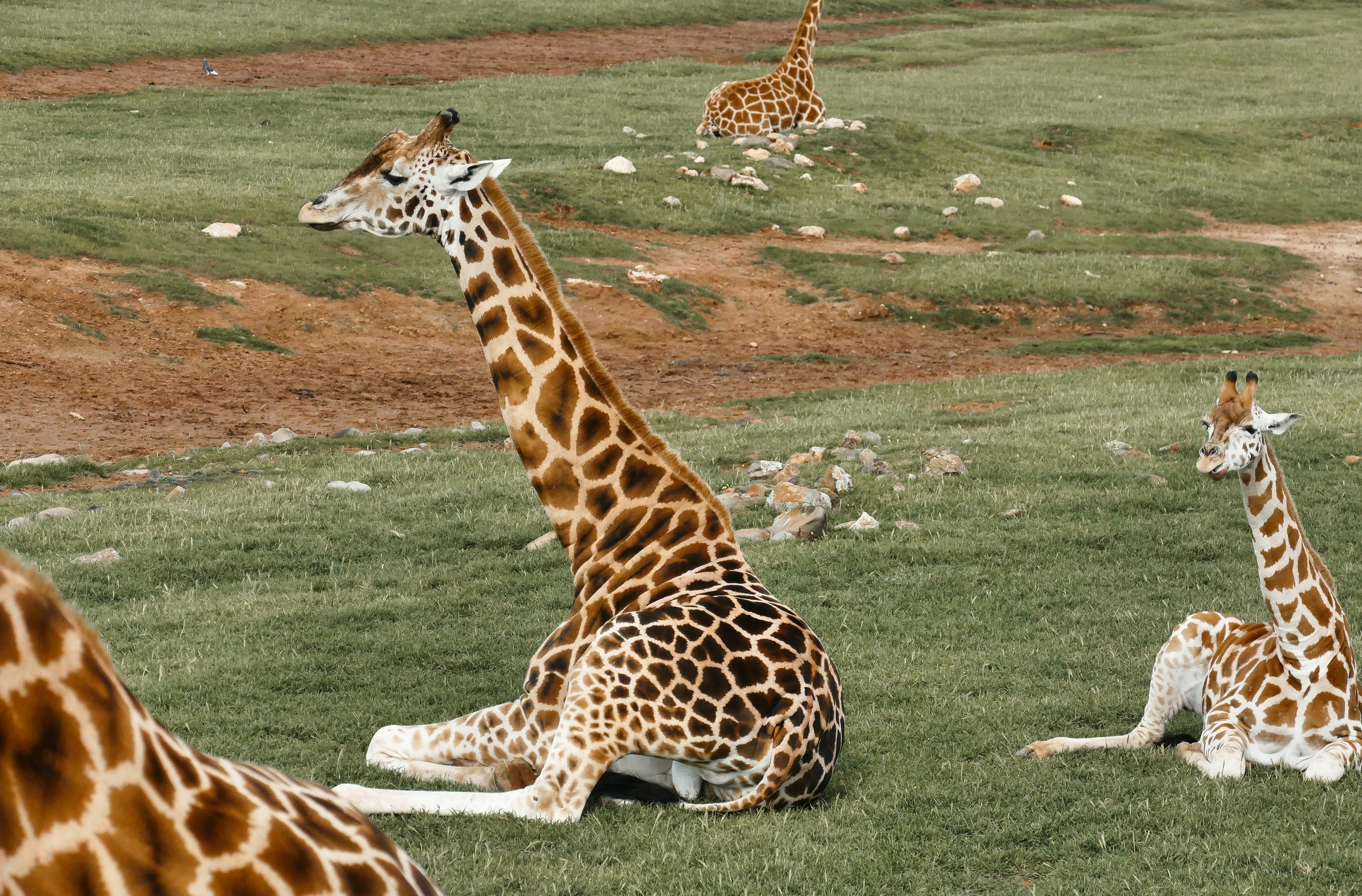 Giraffes Lying Down at Field · Free Stock Photo
